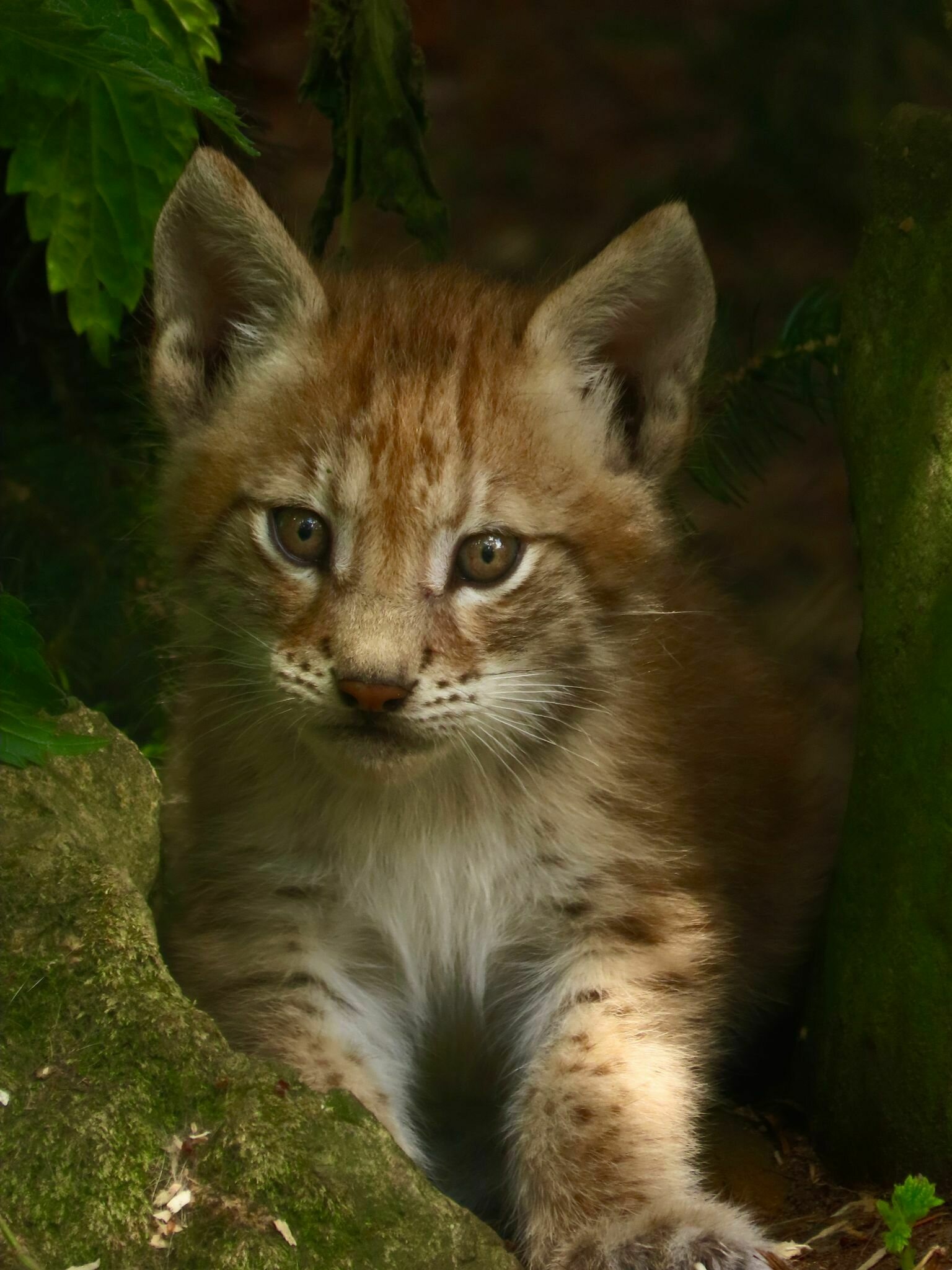 Luchs Babys im Granat ( Haltern-Lavesum )