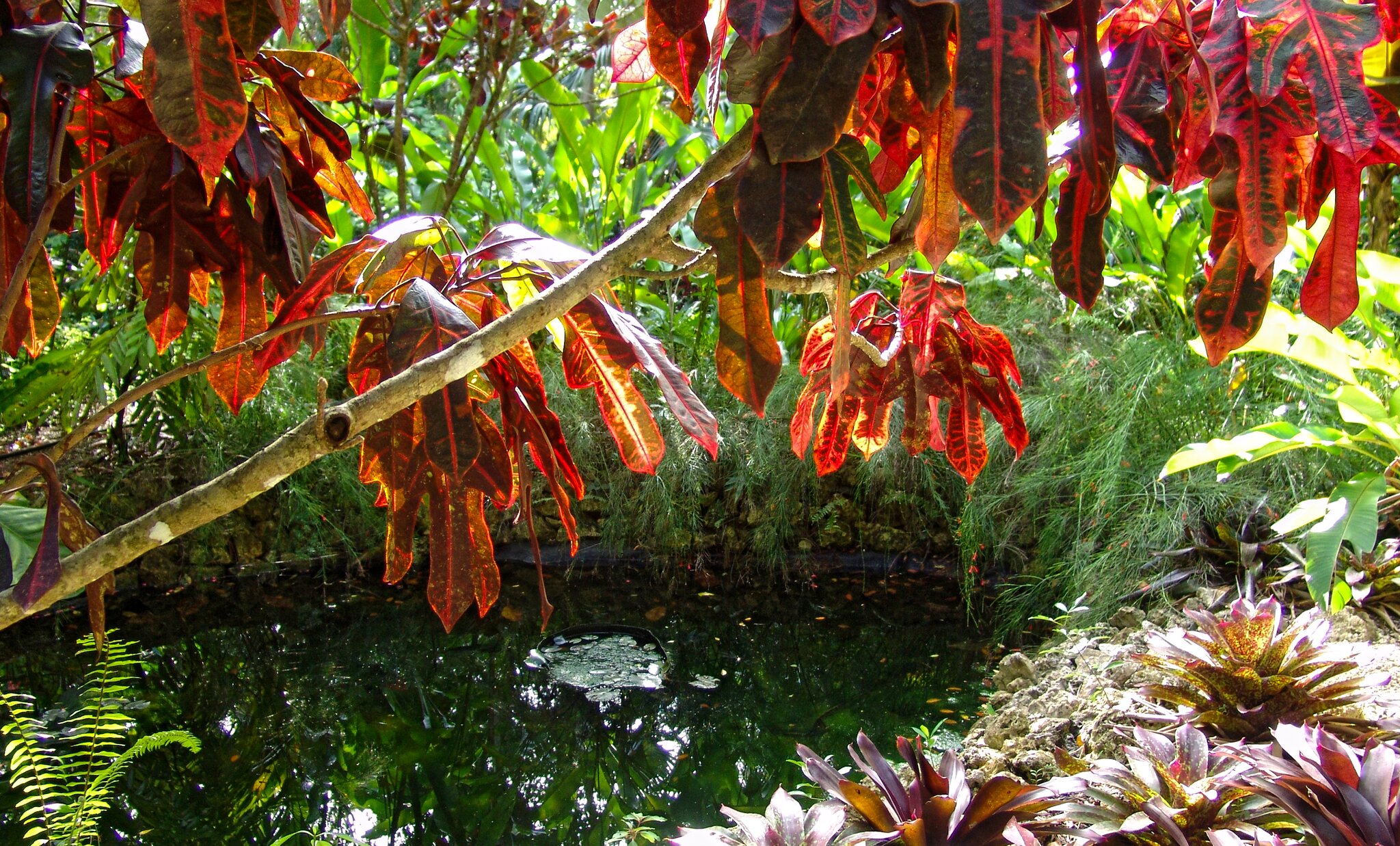 Pflanzenwelt in der Karibik