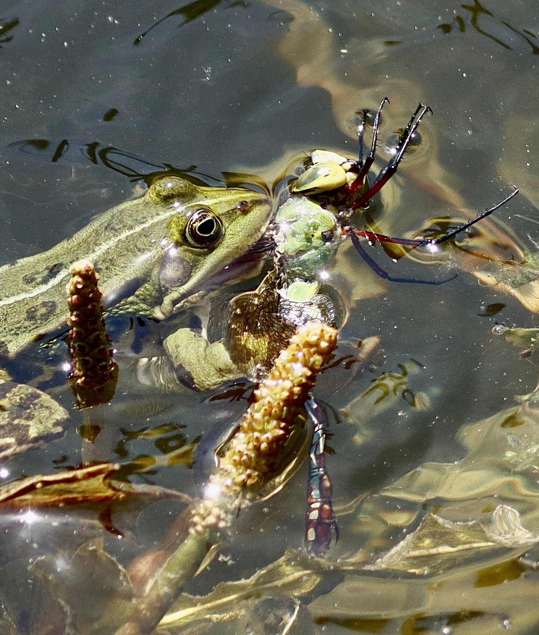 Der Frosch hat großen Hunger