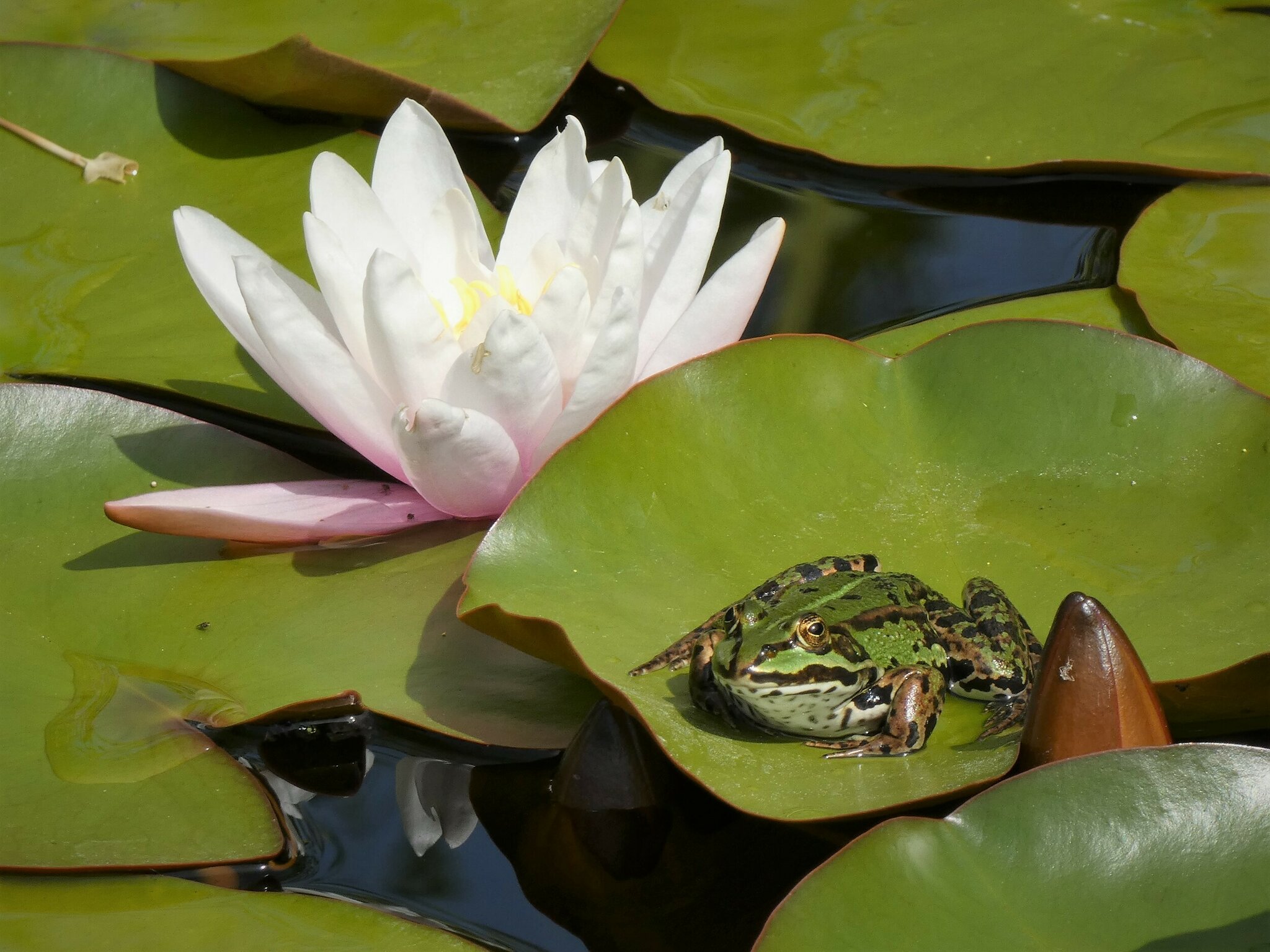 Komposition aus Frosch und Seerose :-)