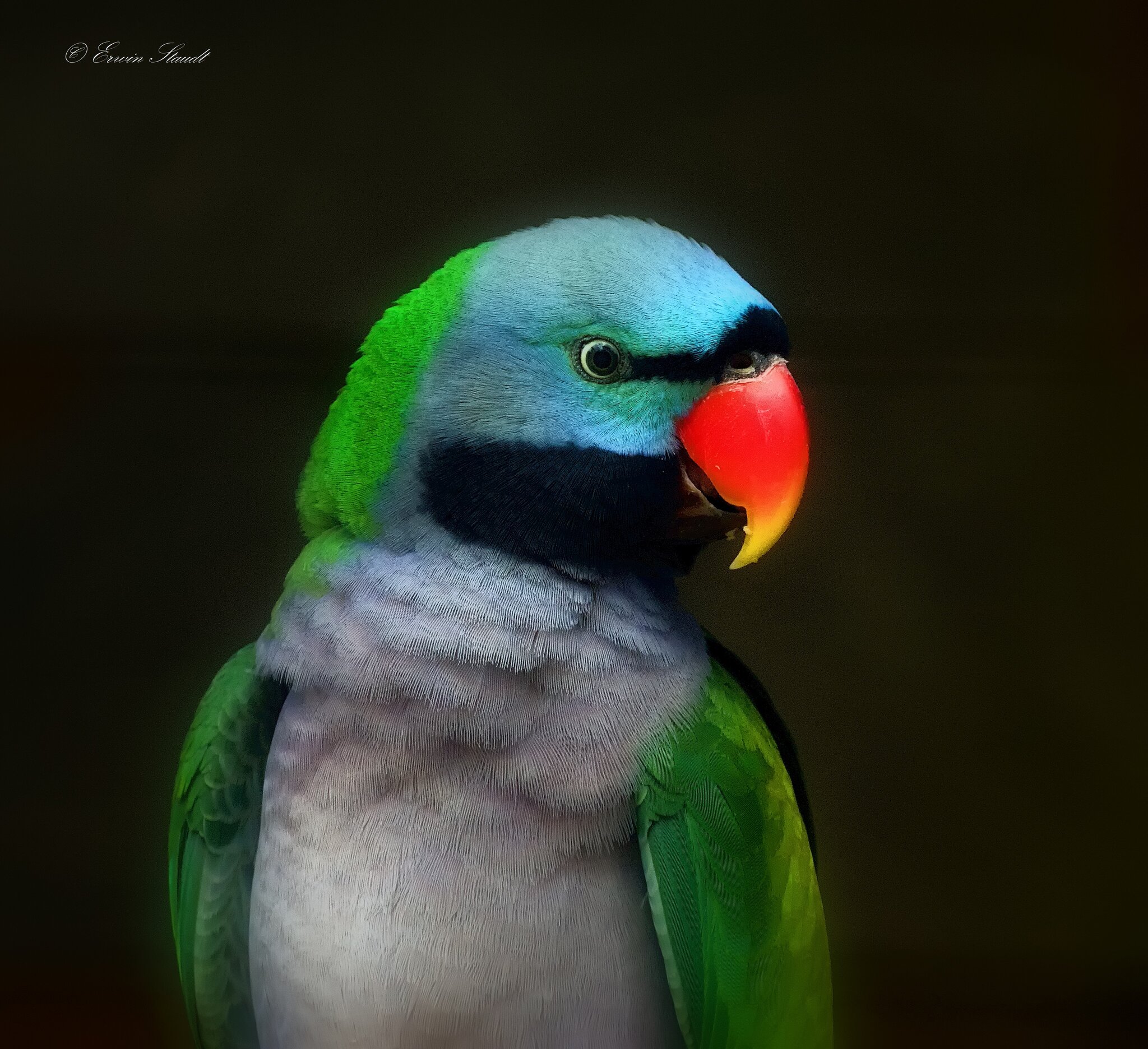 Zoo & Co - Sittiche Papageien