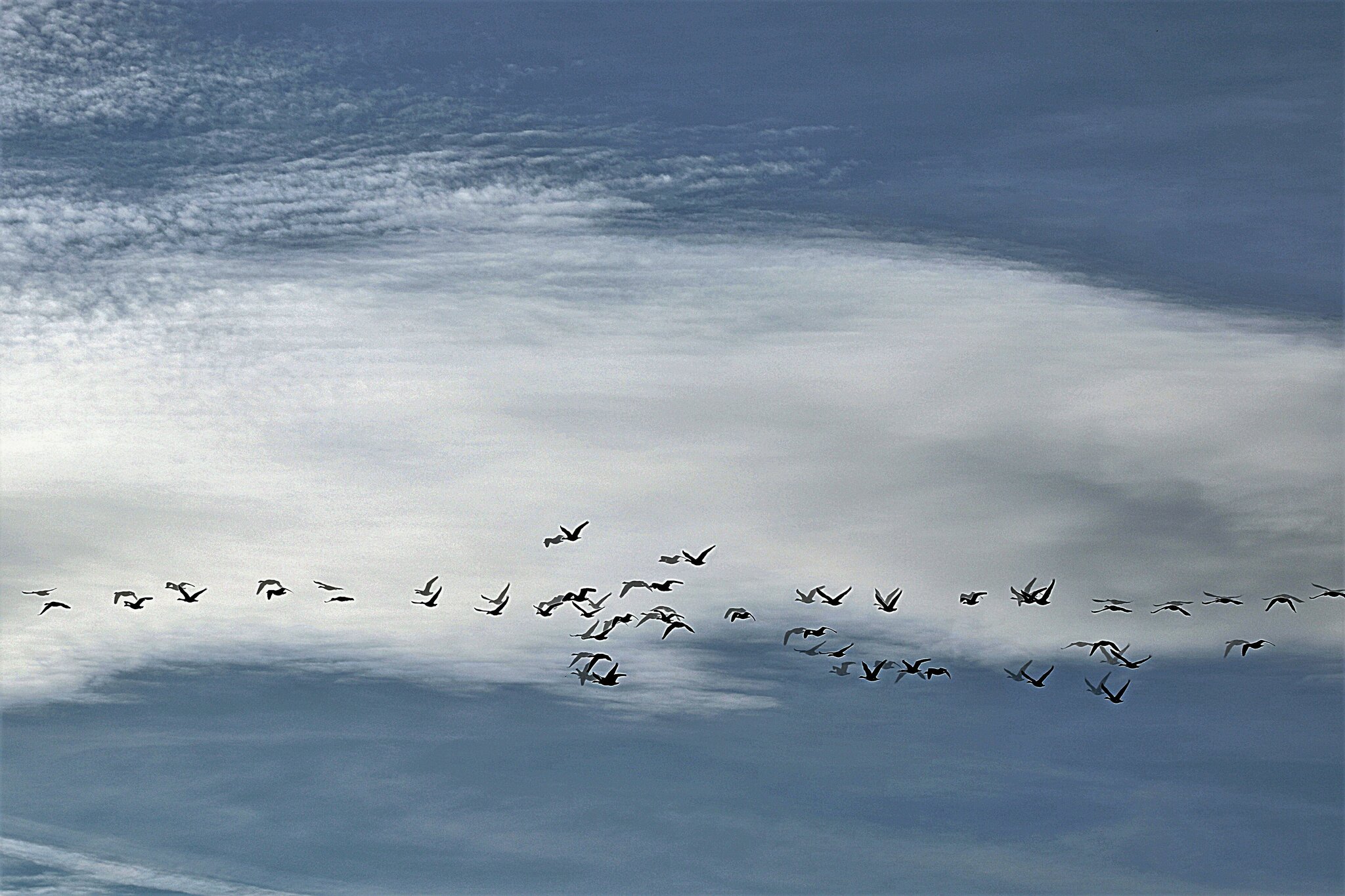 Hoch am Himmel fliegende Kanada Gänse