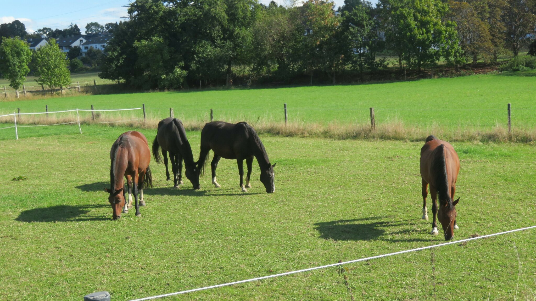 Pferde auf der Koppel!