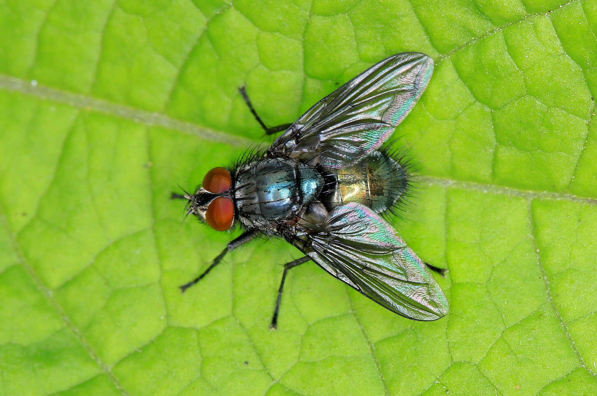 Schillernd, eine große Bellardia spec. Fliege.
