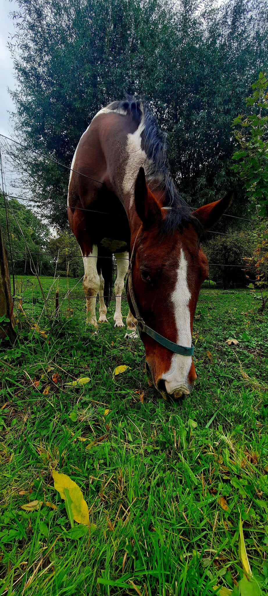 Rheinaue Friemersheim