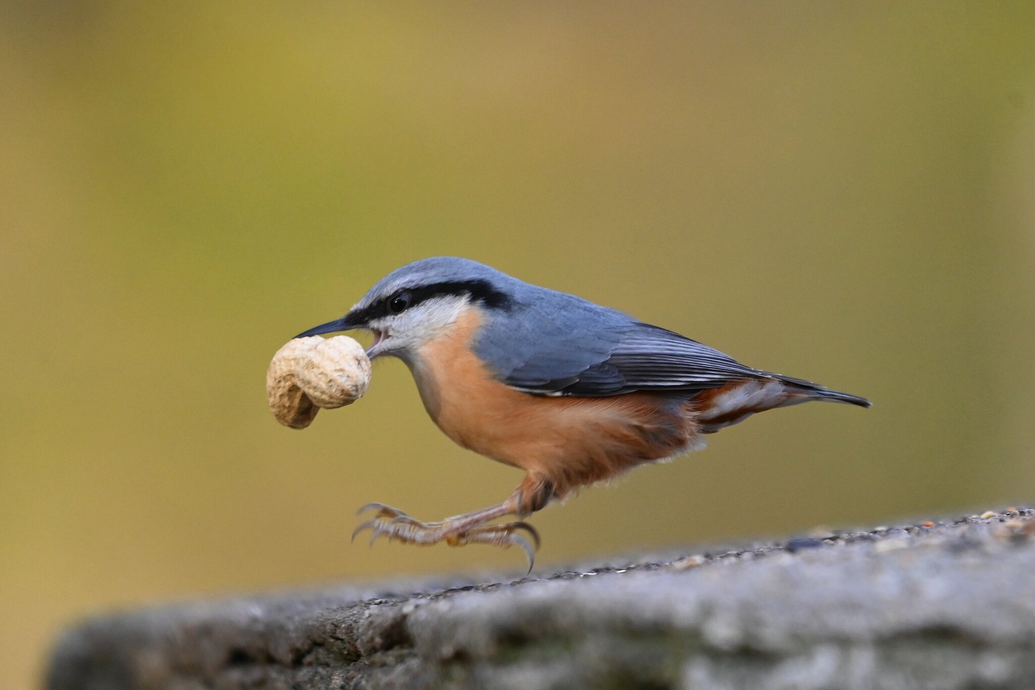 Hmmmh - lecker Nüsschen! Ein Kleiber