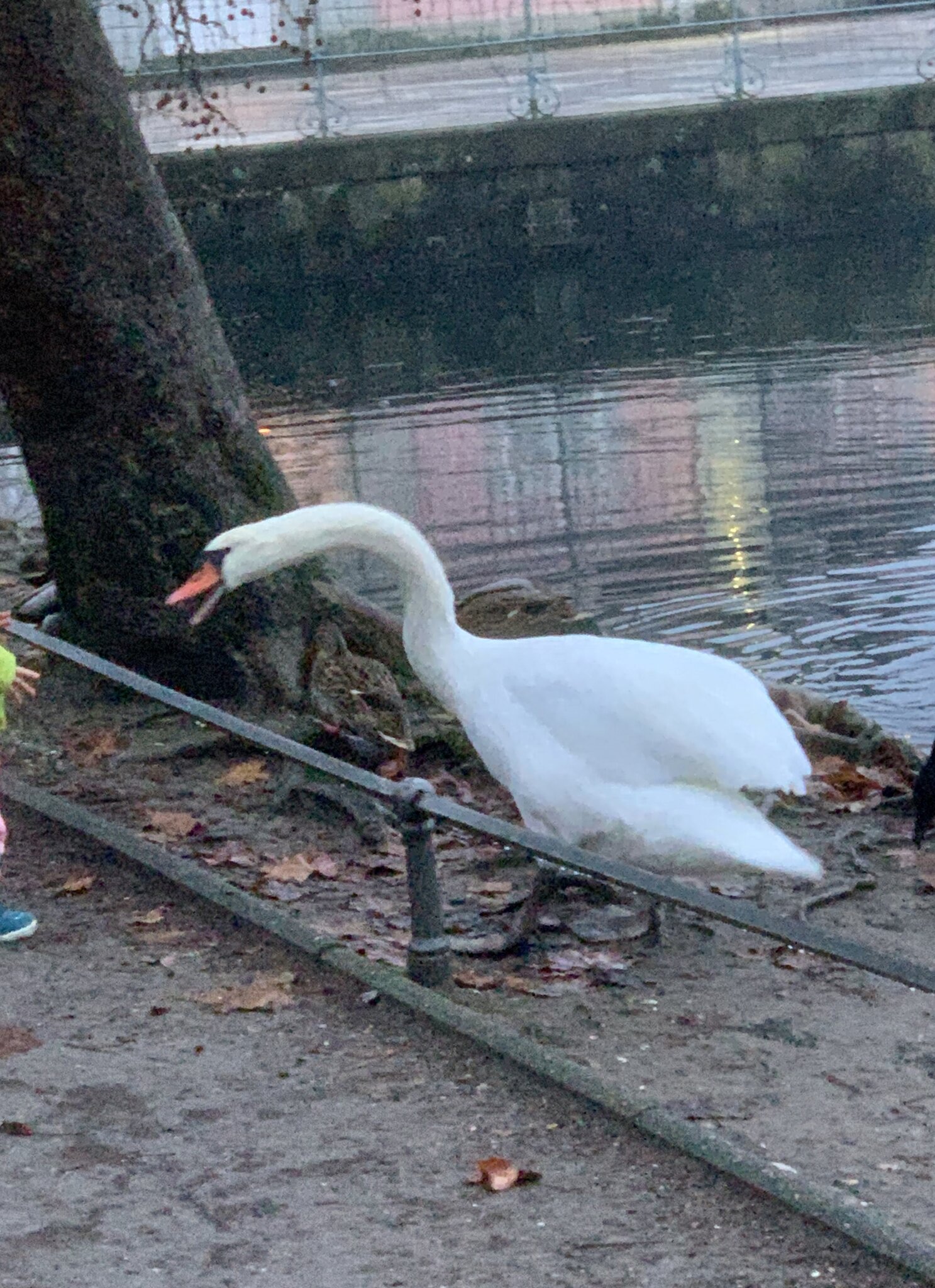 Her mit dem Weihnachtskeks oder ich schnappe ihn mir