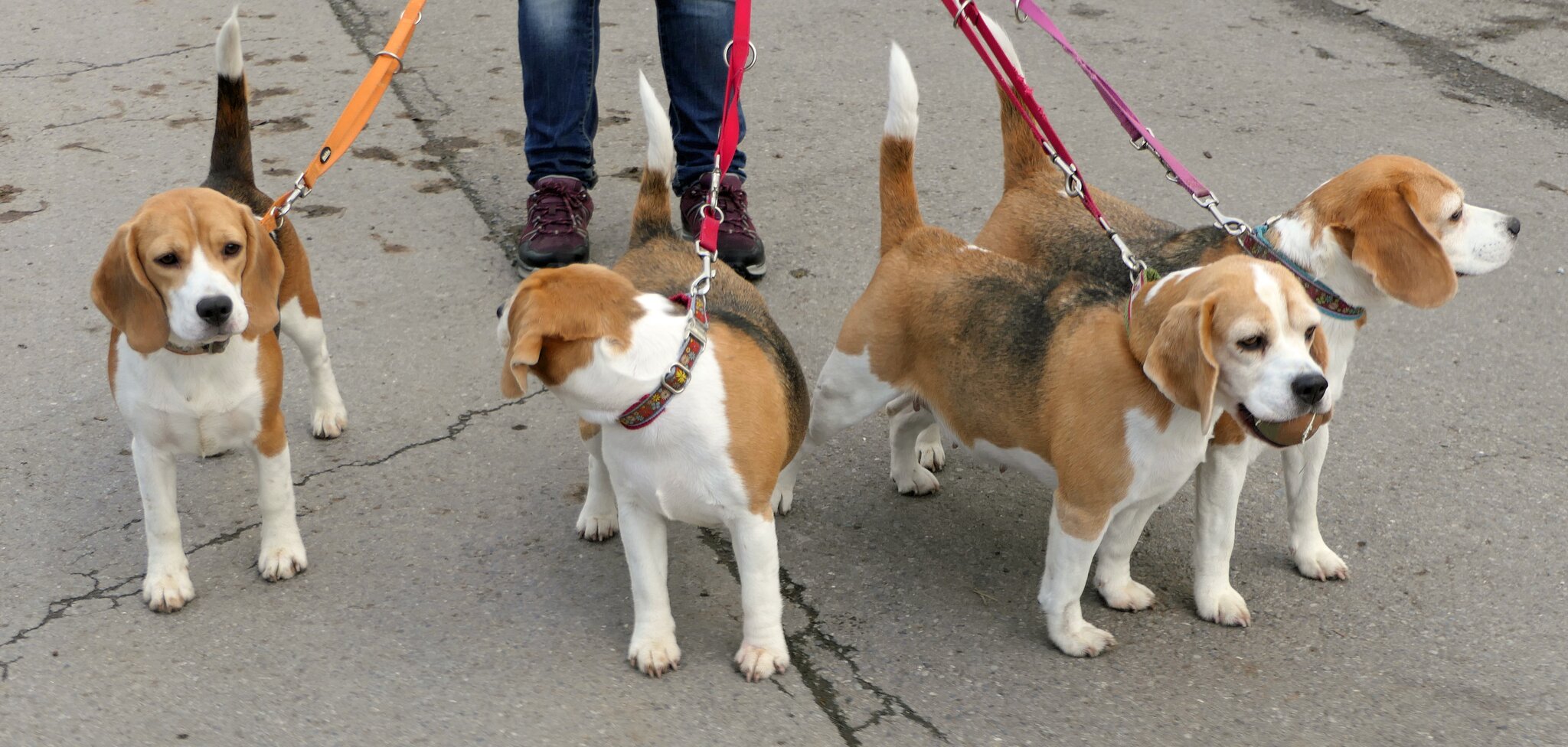 Beagles