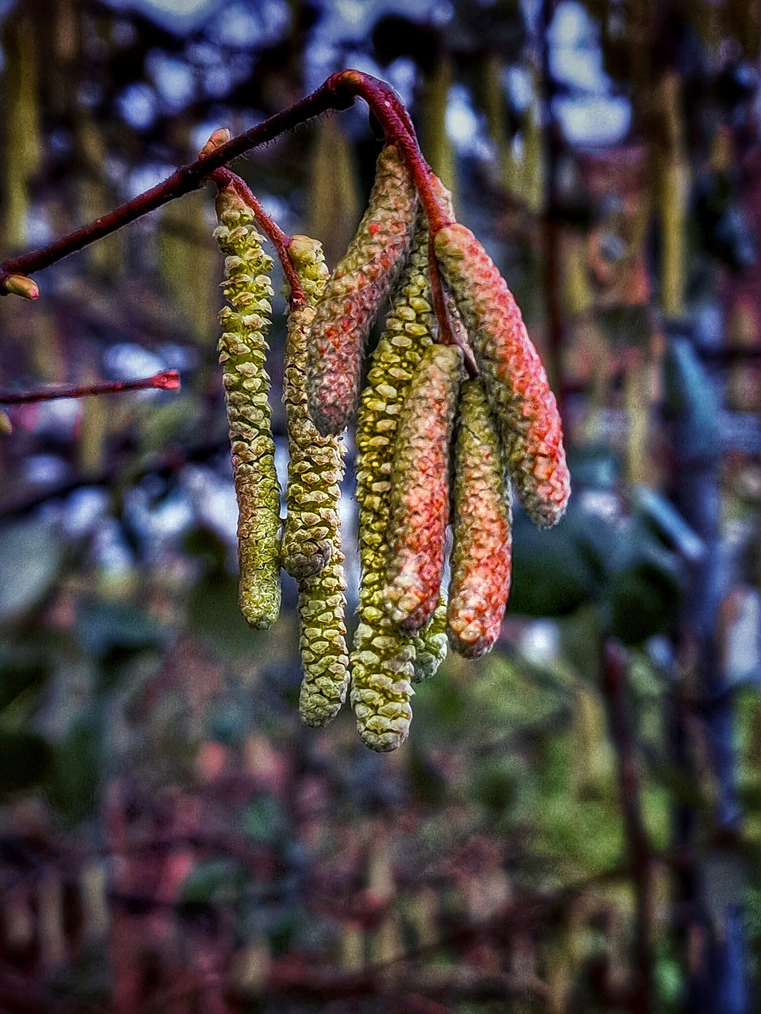 die Erle 🩷 im Portrait