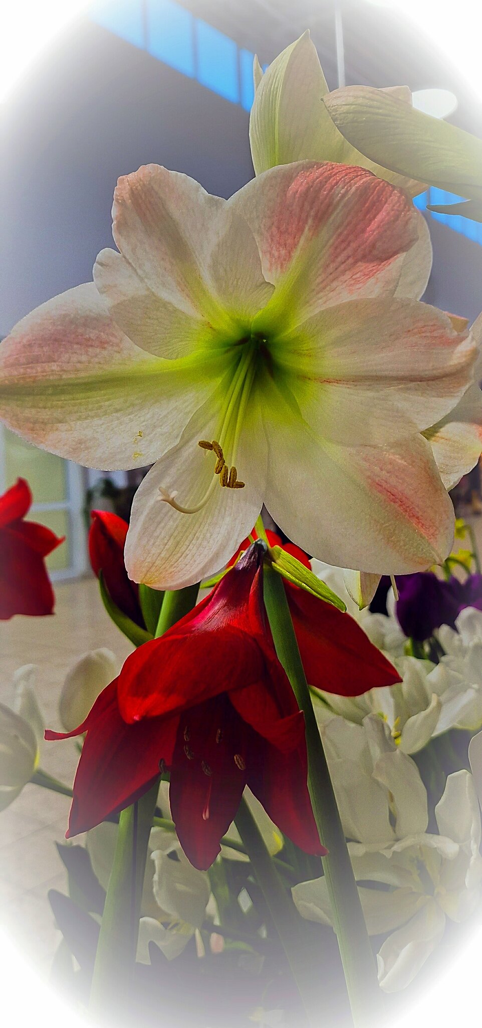 die Amaryllis im Portrait ️