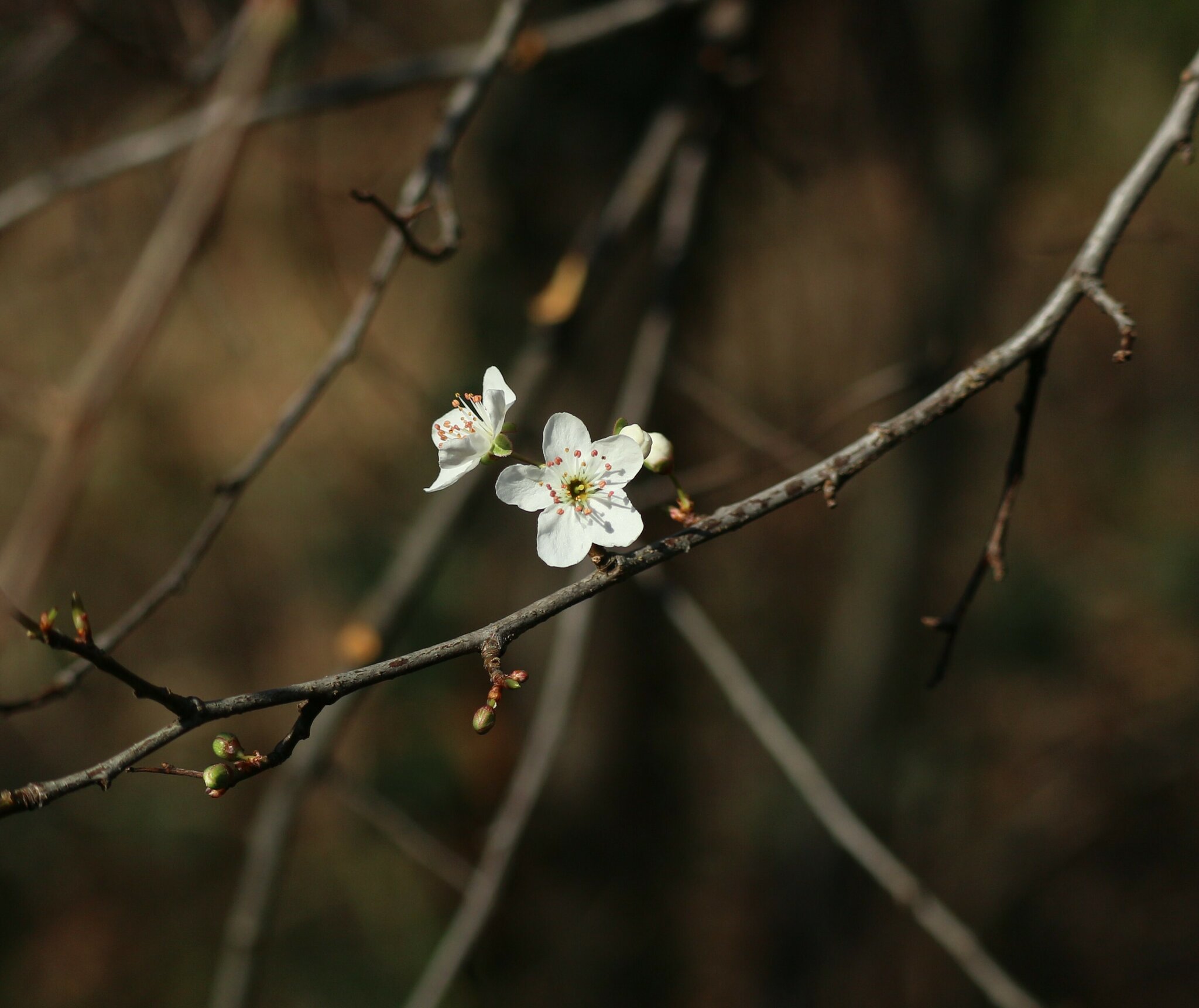 Blüte einer Ume