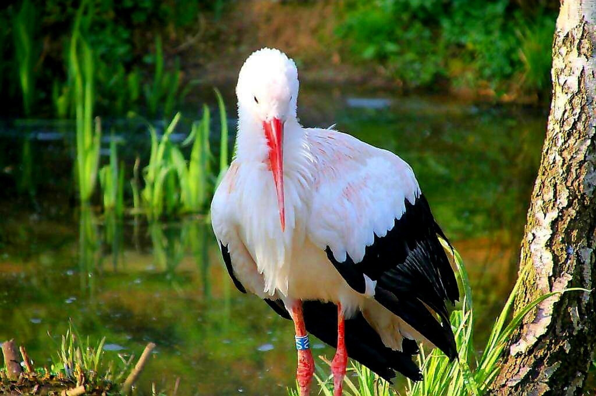 Storch