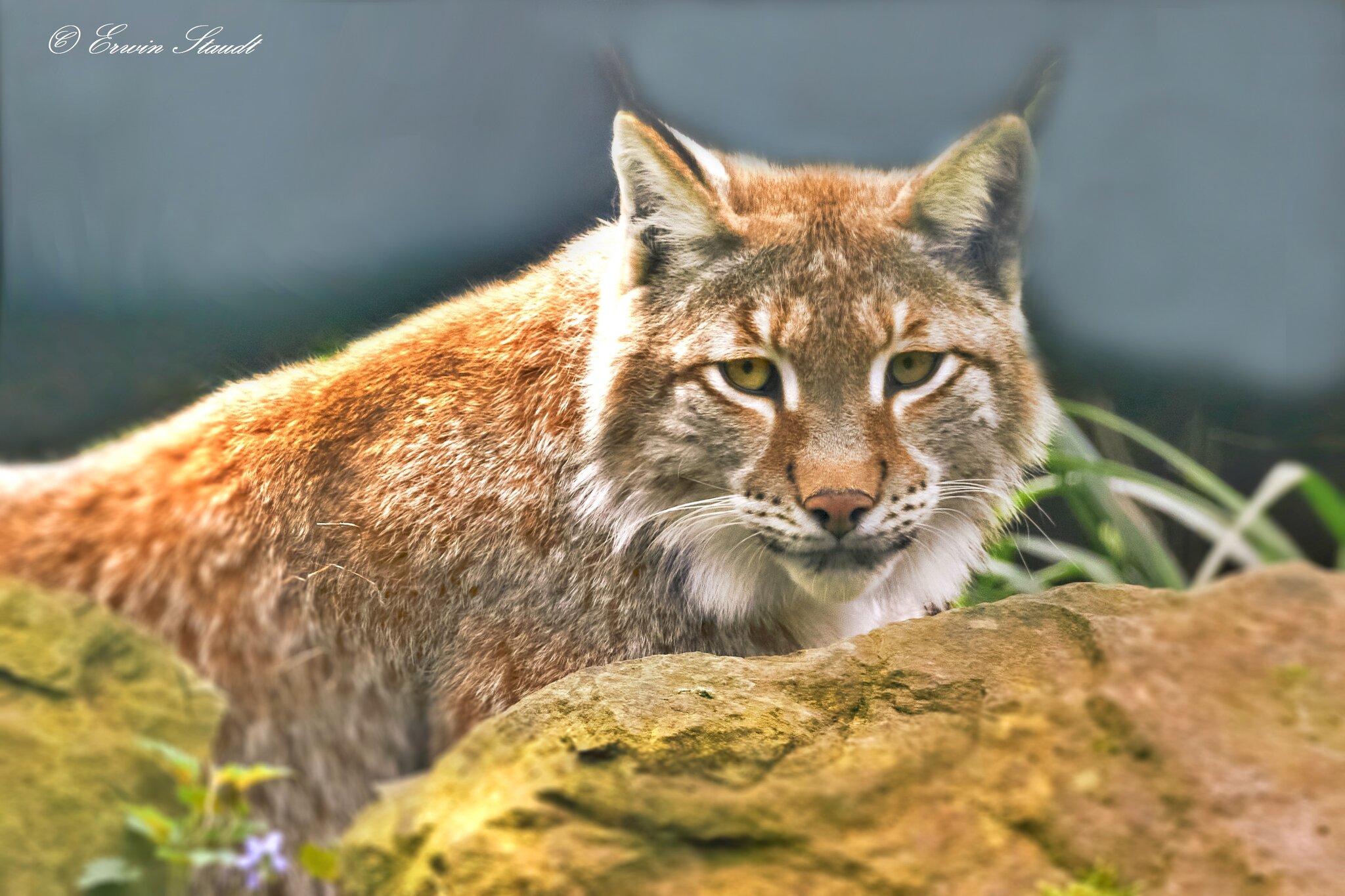 Luchs Center Oberhausen