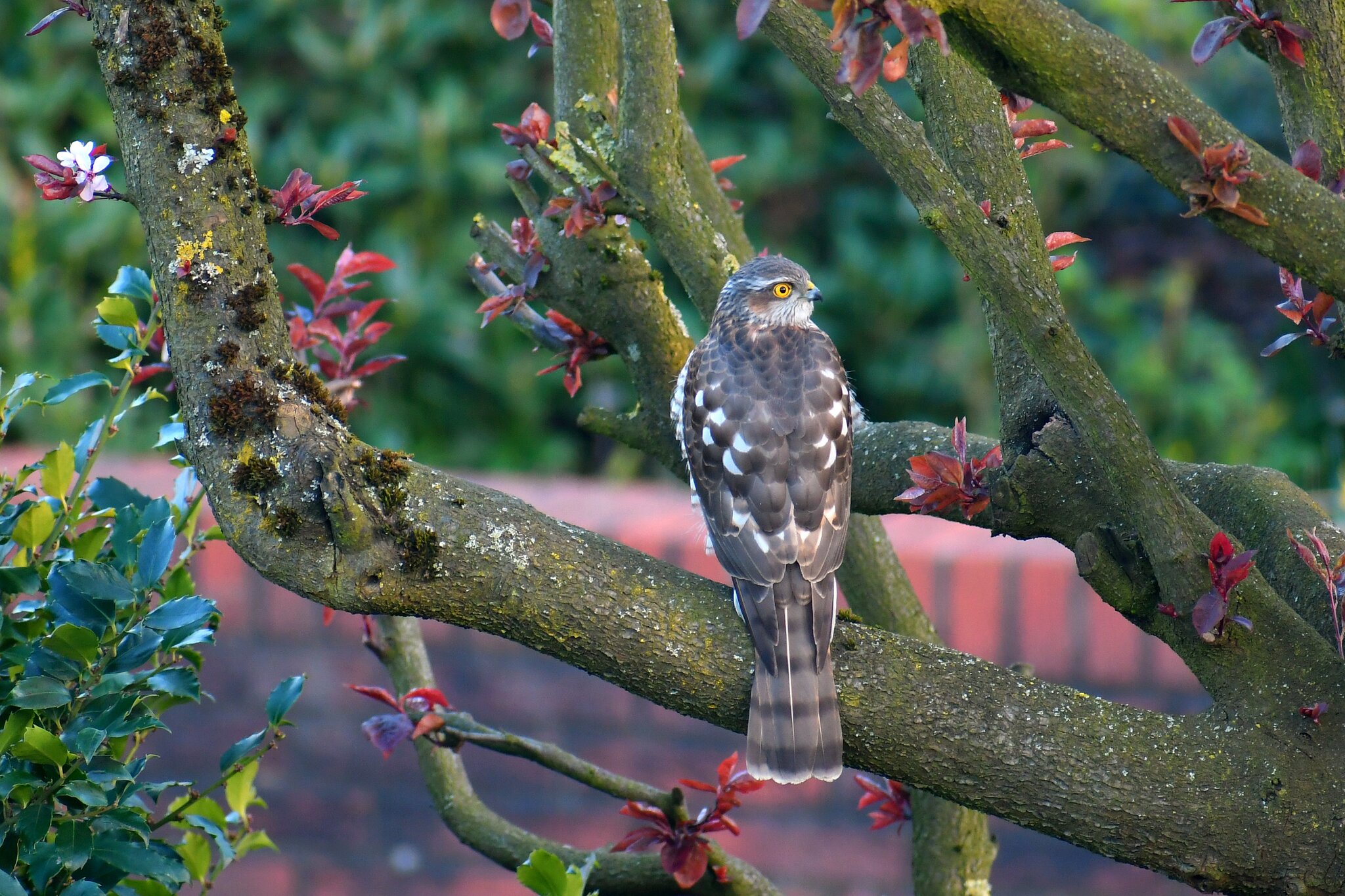 Besuch von einem Sperber-Weibchen
