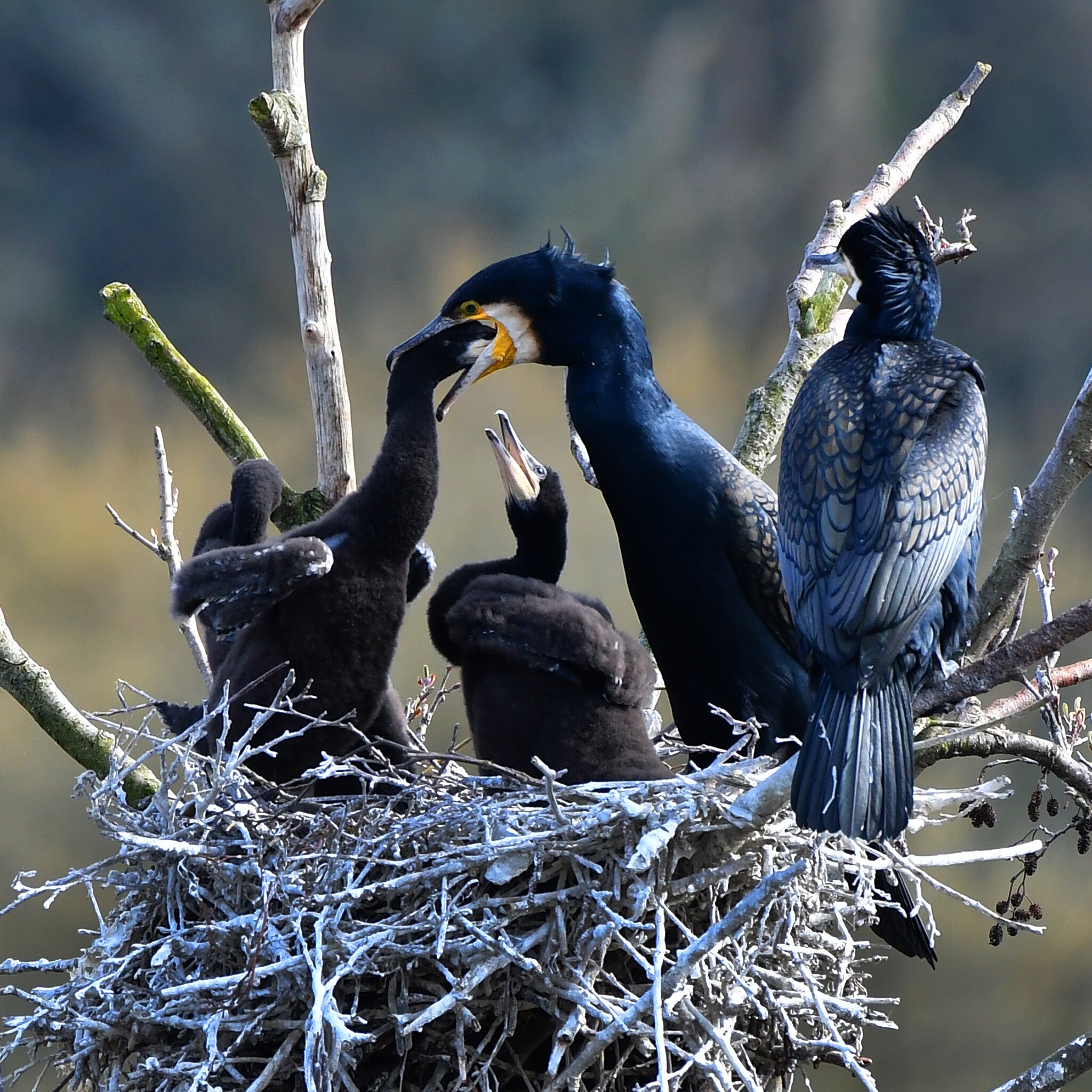 Heute Selbstbedienung. Kormorane bei der Fütterung.