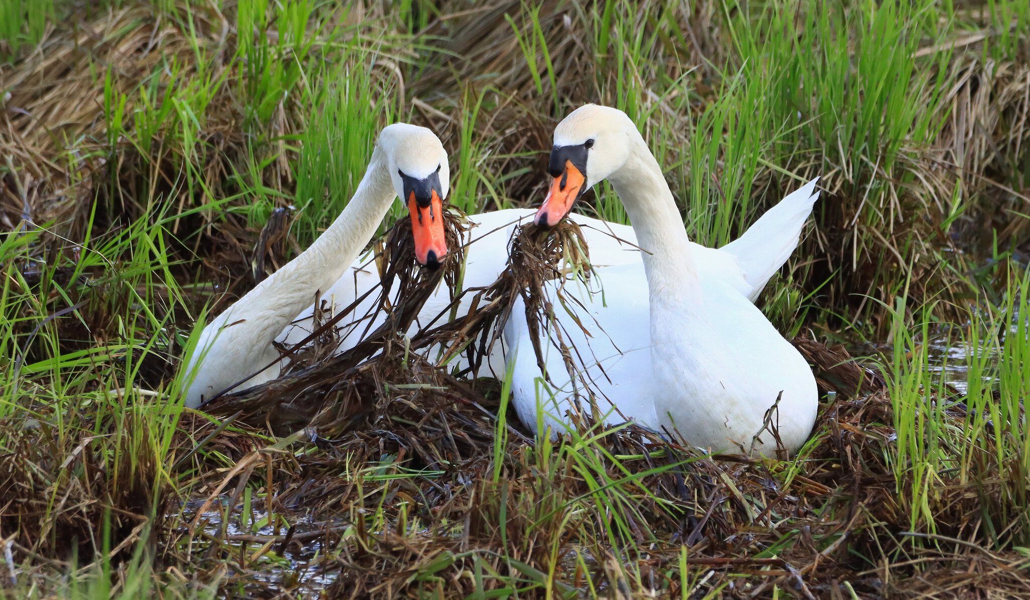 Teamwork, ein Schwanenpaar beim Nestbau