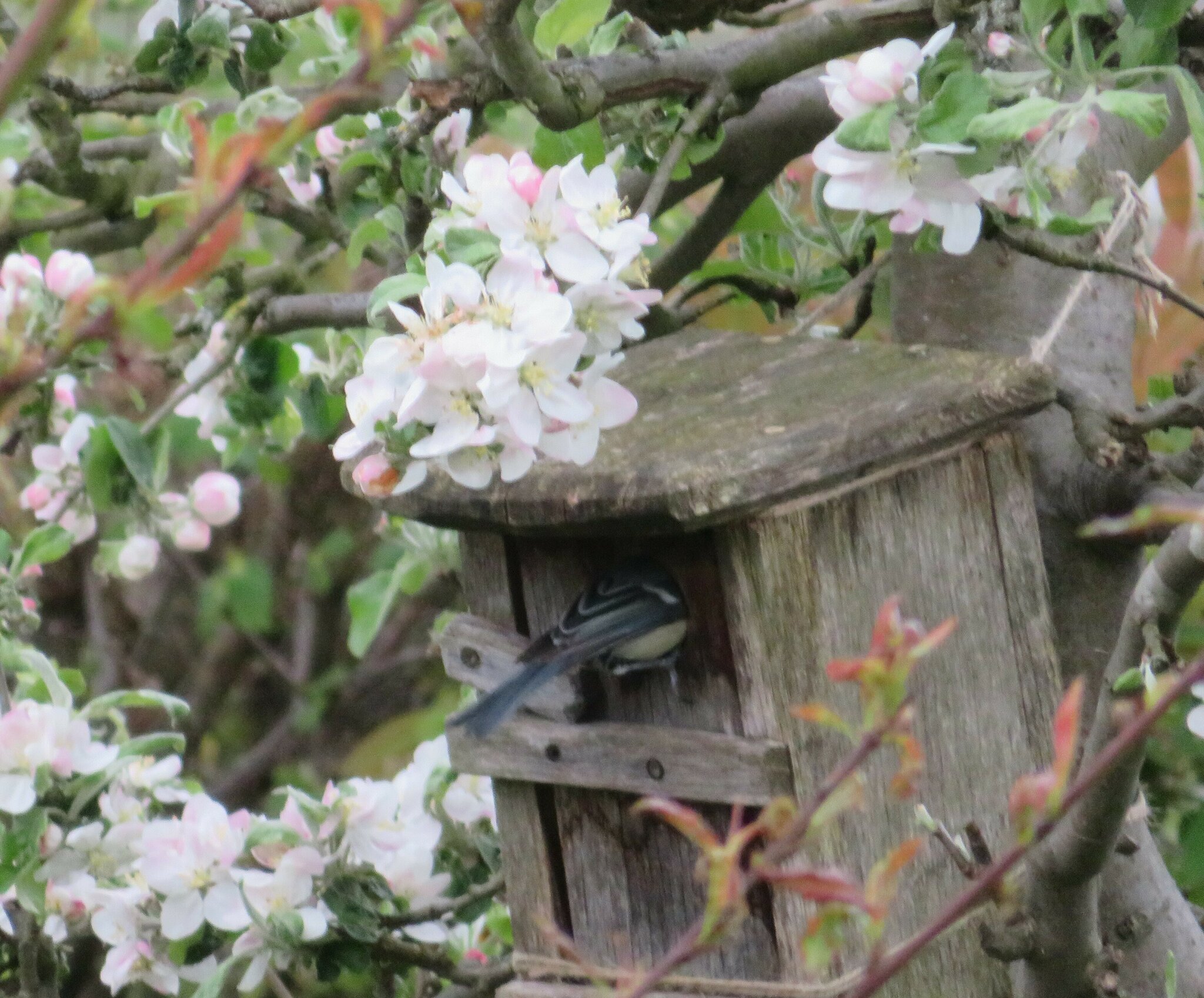 Eine Meise fliegt ins Vogelhäuschen!