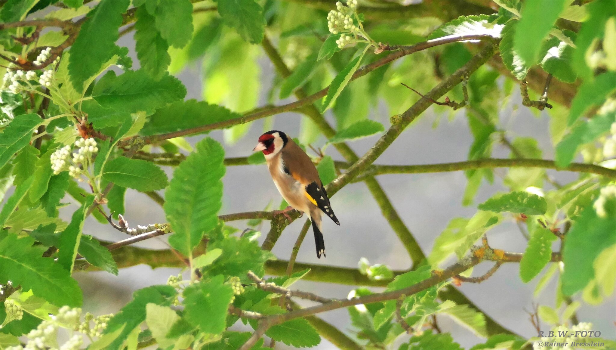 Stieglitz (Distelfink)