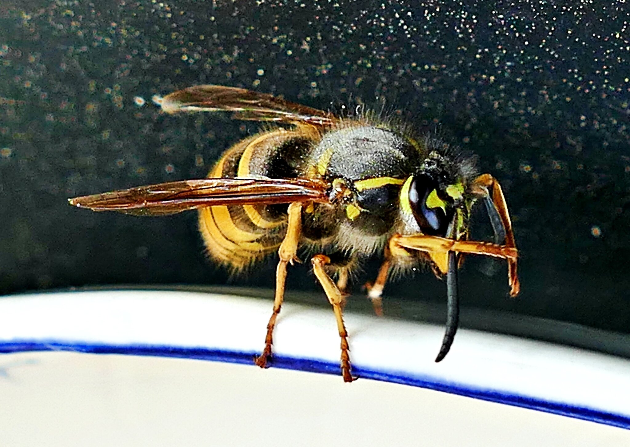 Einer erschöpften Wespe mit Zuckerwasser auf nem Teller, zum weiterfliegen geholfen.......