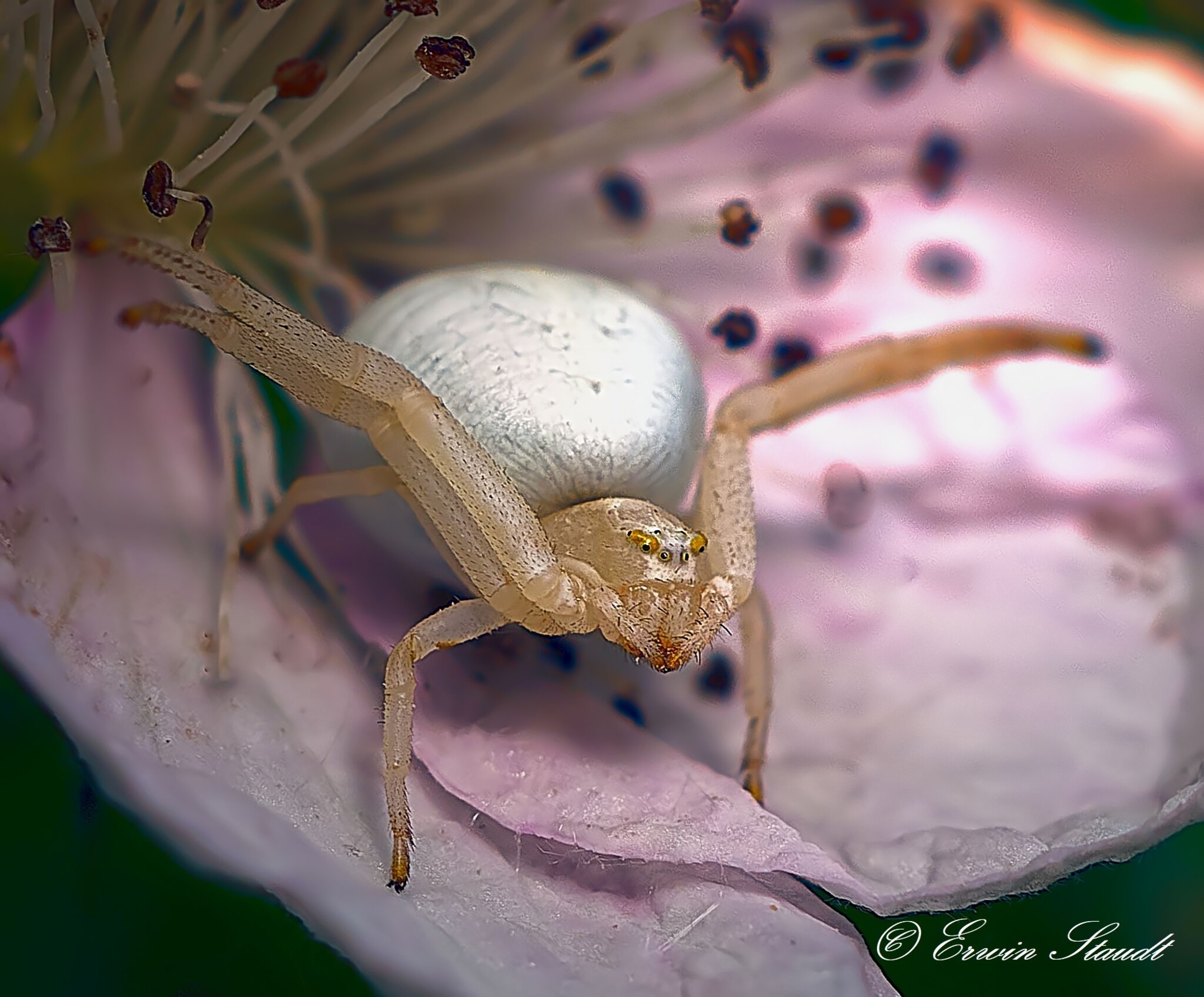 Wildlife im Revier - Die Krabbenspinne - Weiße Witwe