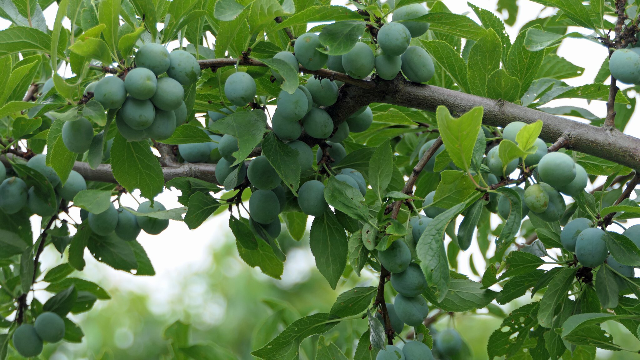 Wir können wohl bald reichlich Mirabellen ernten.