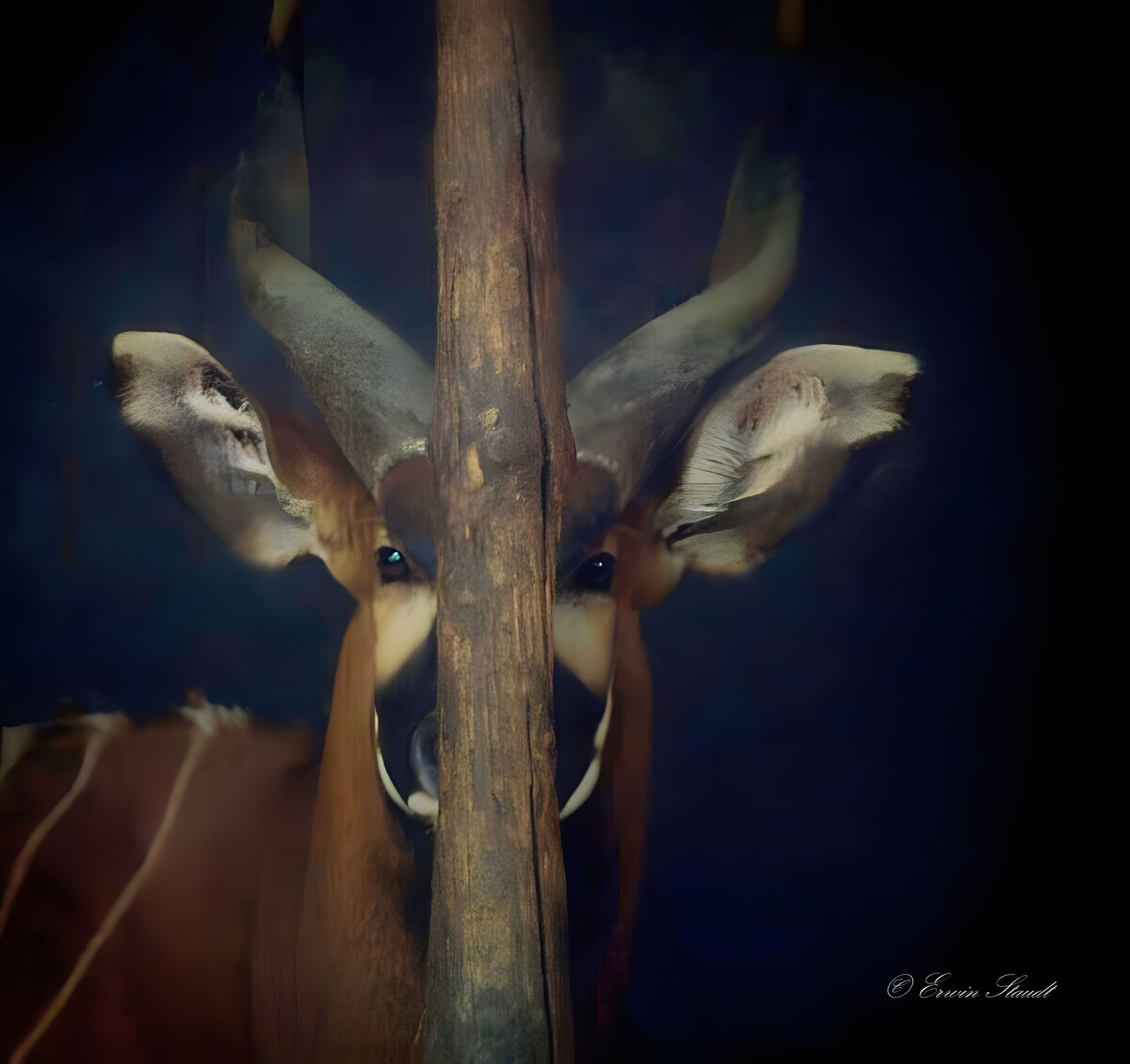 Zoo & Co. -Bongo Antilope - Zoo Duisburg