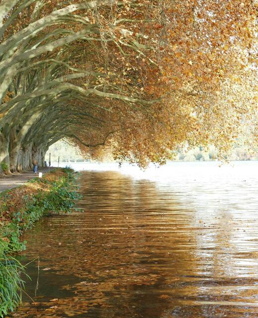 Herbst am Baldeneysee