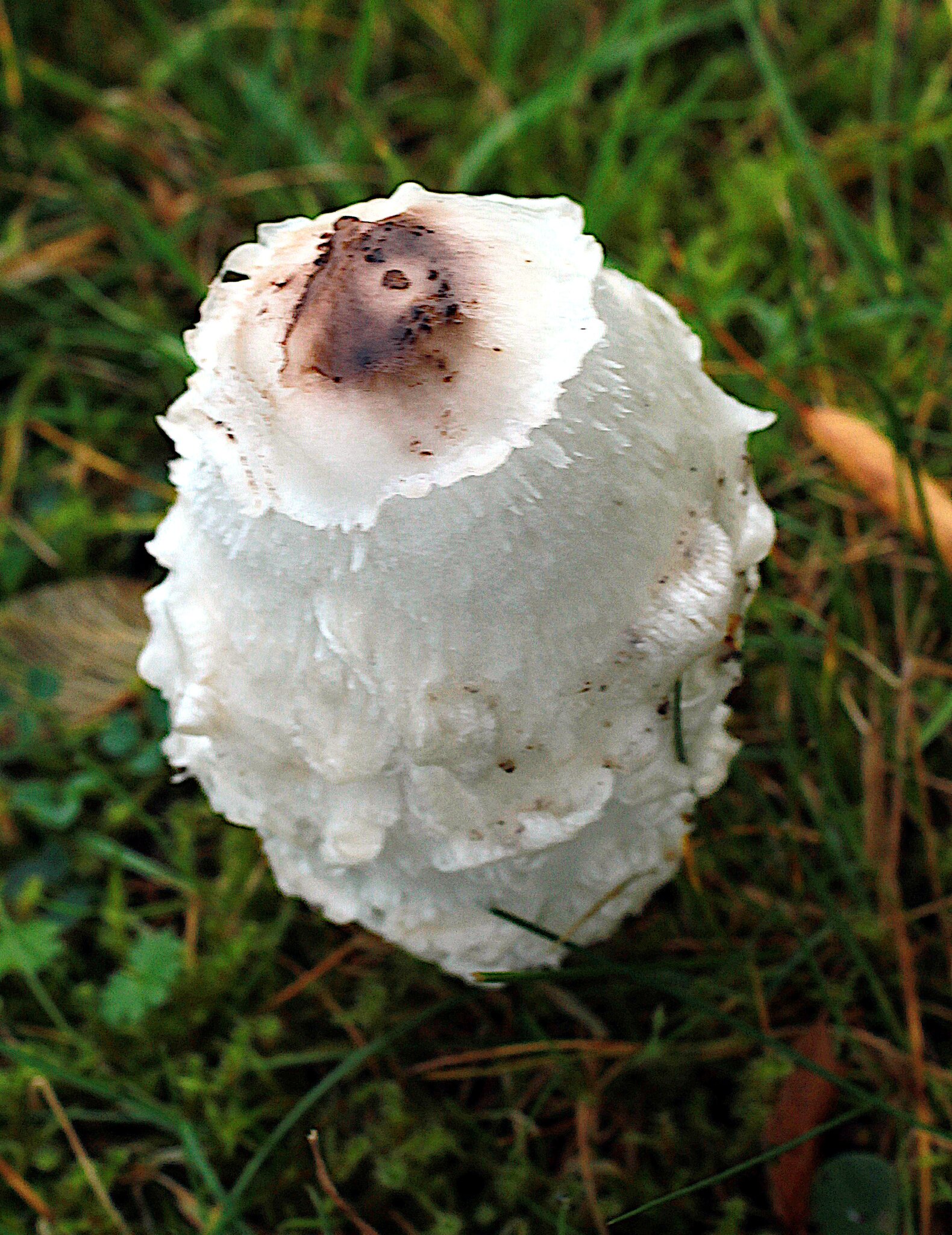 Der Schopf-Tintling: Pilz des Jahres 2024