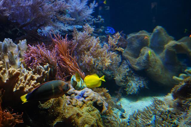 Korallenriff/Duisburg