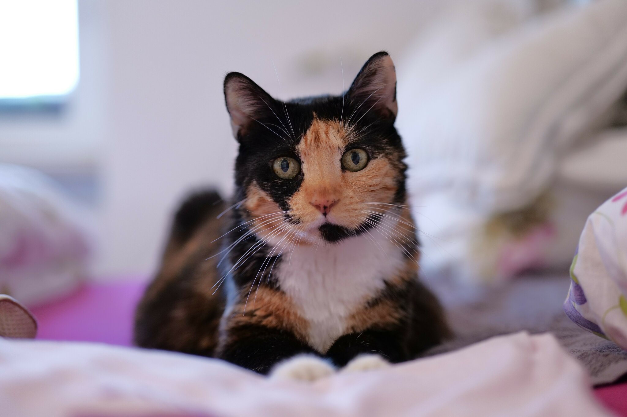 Katze Lilly
