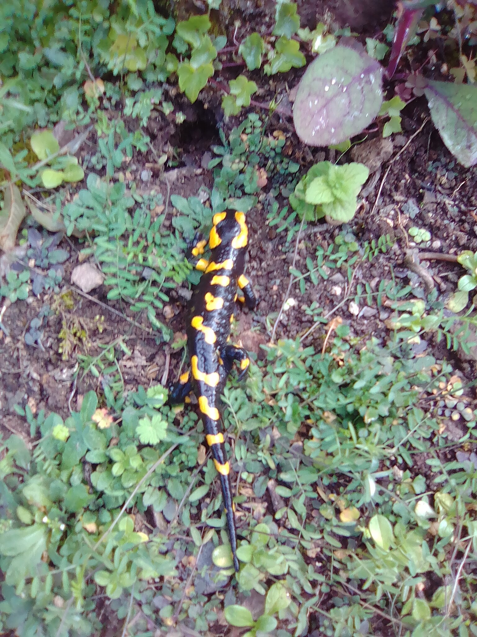 Lurchi 2 - in Natura