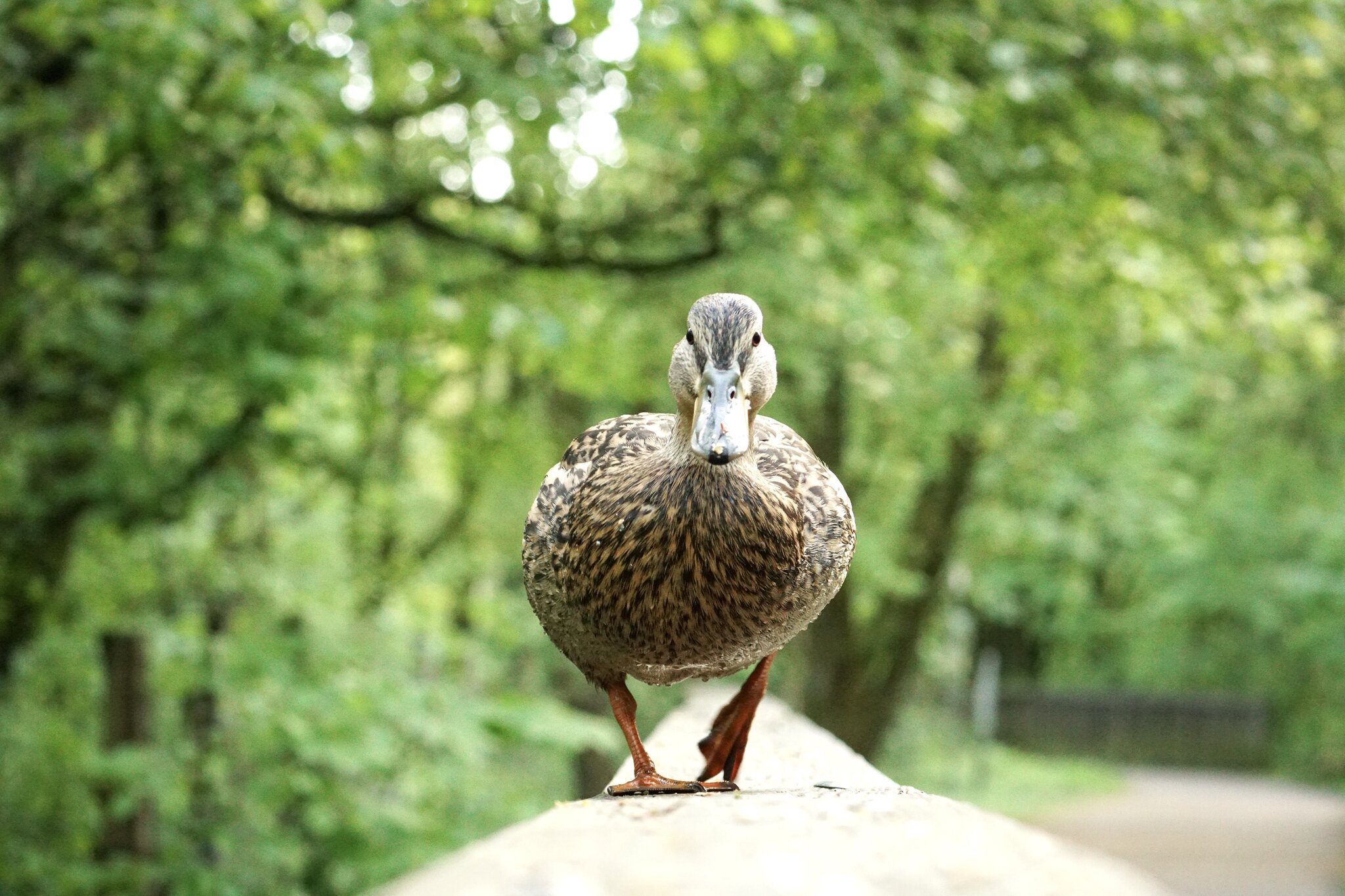 Die Ente auf dem Laufsteg