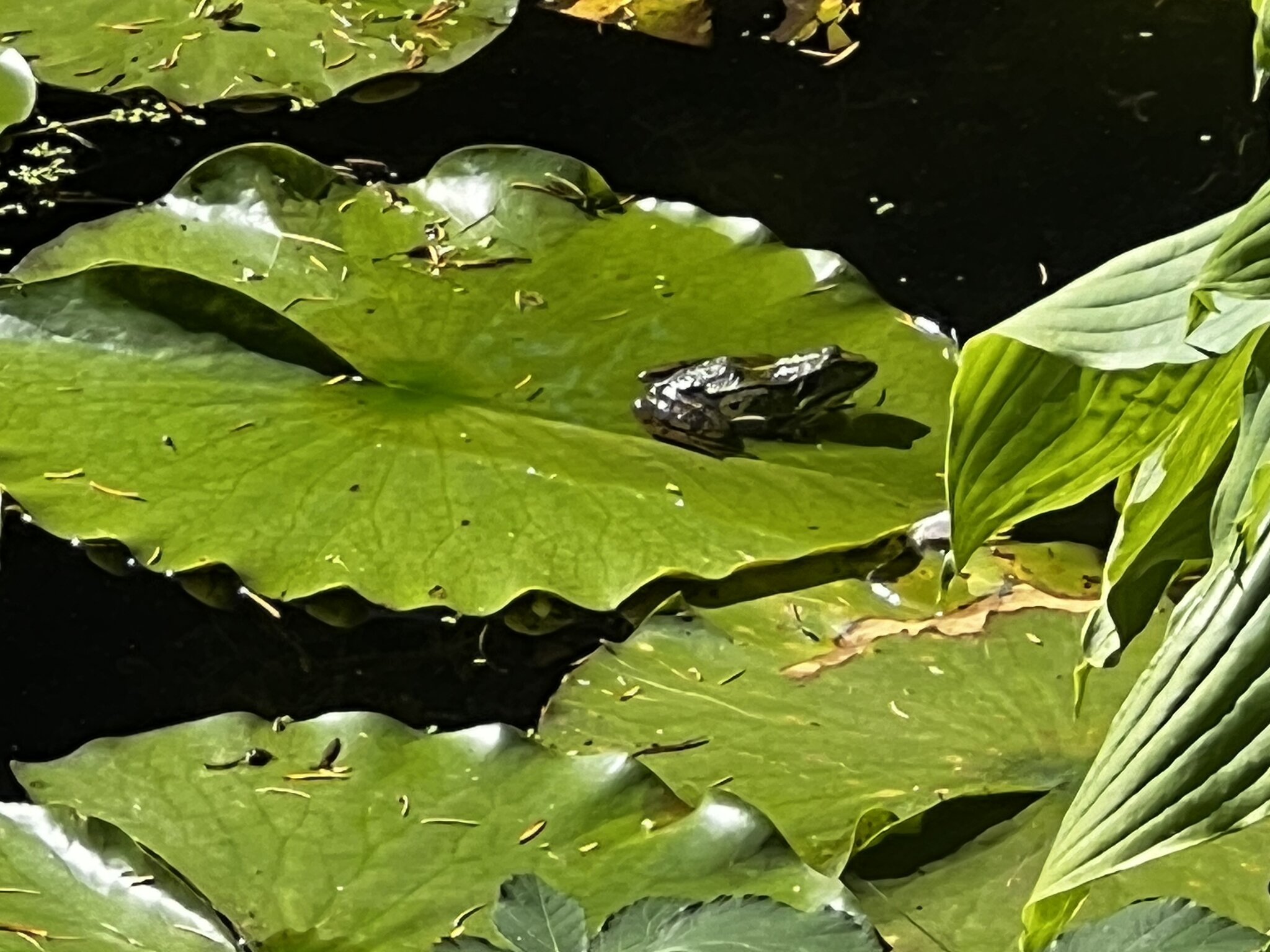 Der Frosch sagt: “Die große Hitze ist vorbei”🐸