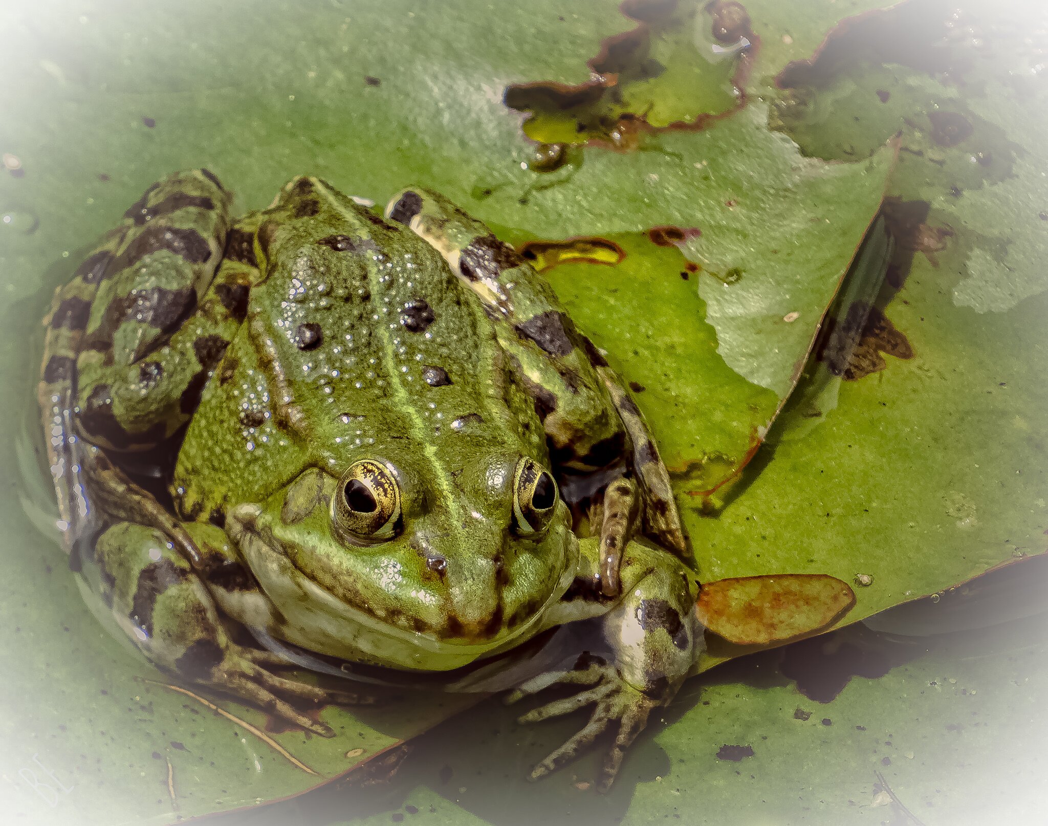 Bitte nicht küssen...möchte ein Frosch bleiben