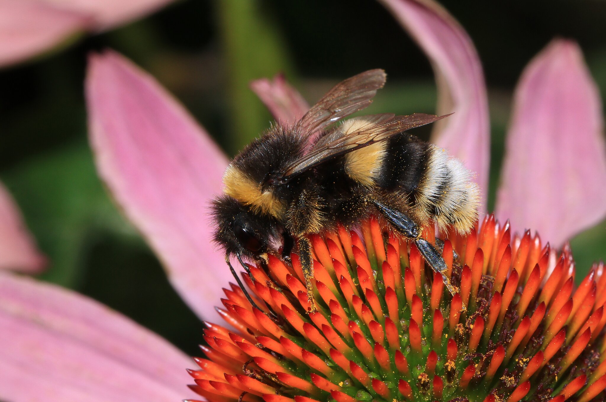 Große Erdhummel, Bombus magnus, Northern white-tailed bumblebee