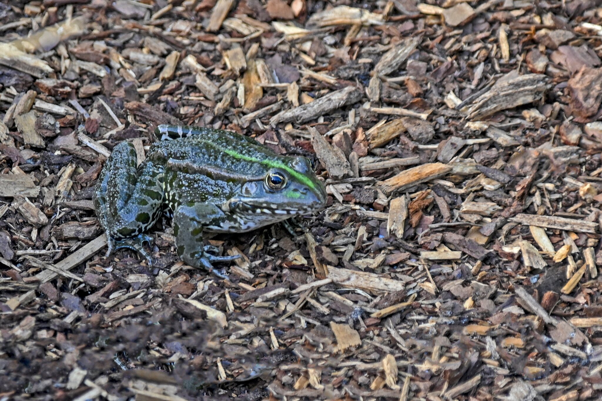 Mein Frosch erkundet den Garten!