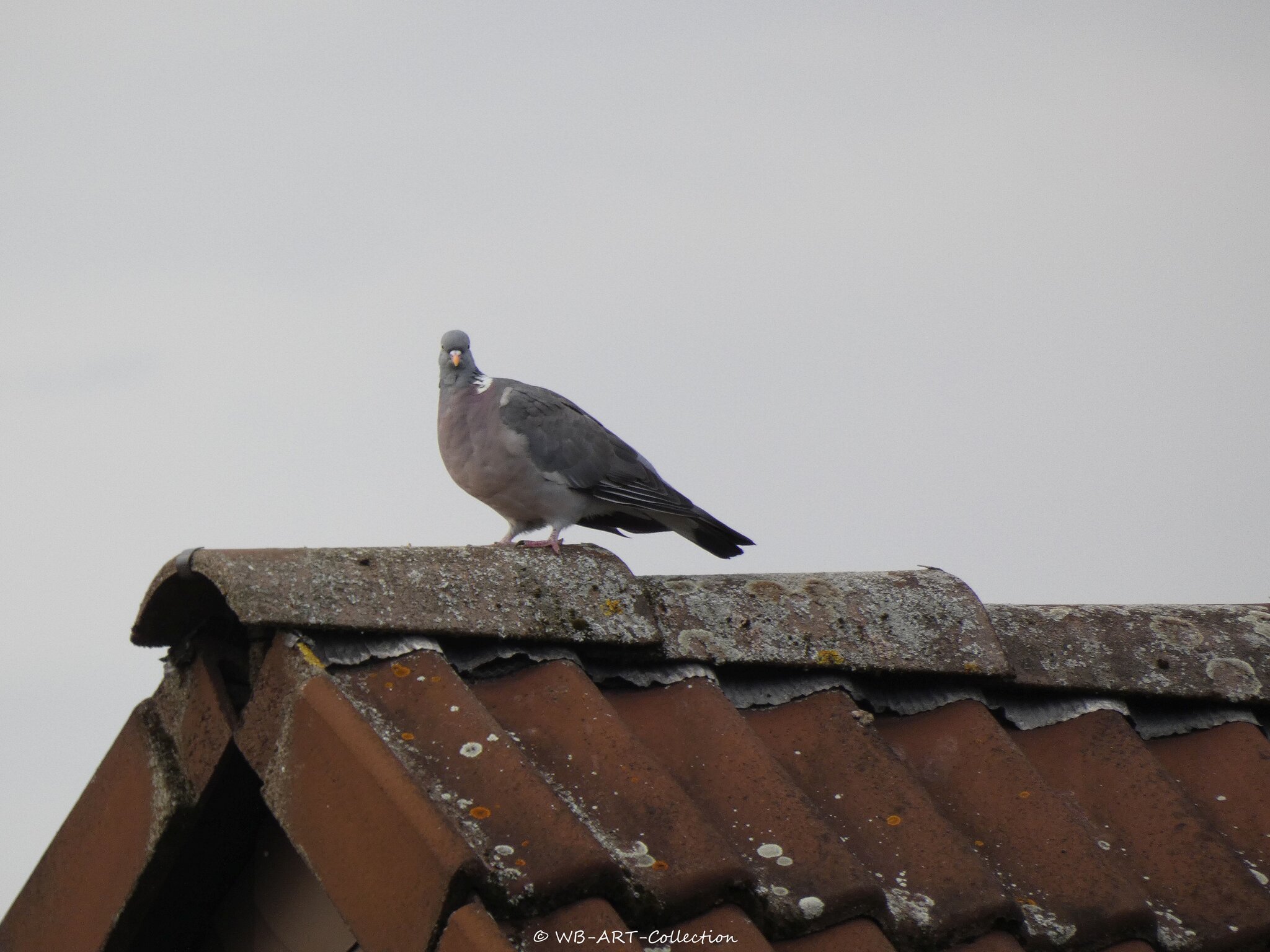 Ein Spatz in der Hand ist besser als eine Taube auf dem Dach