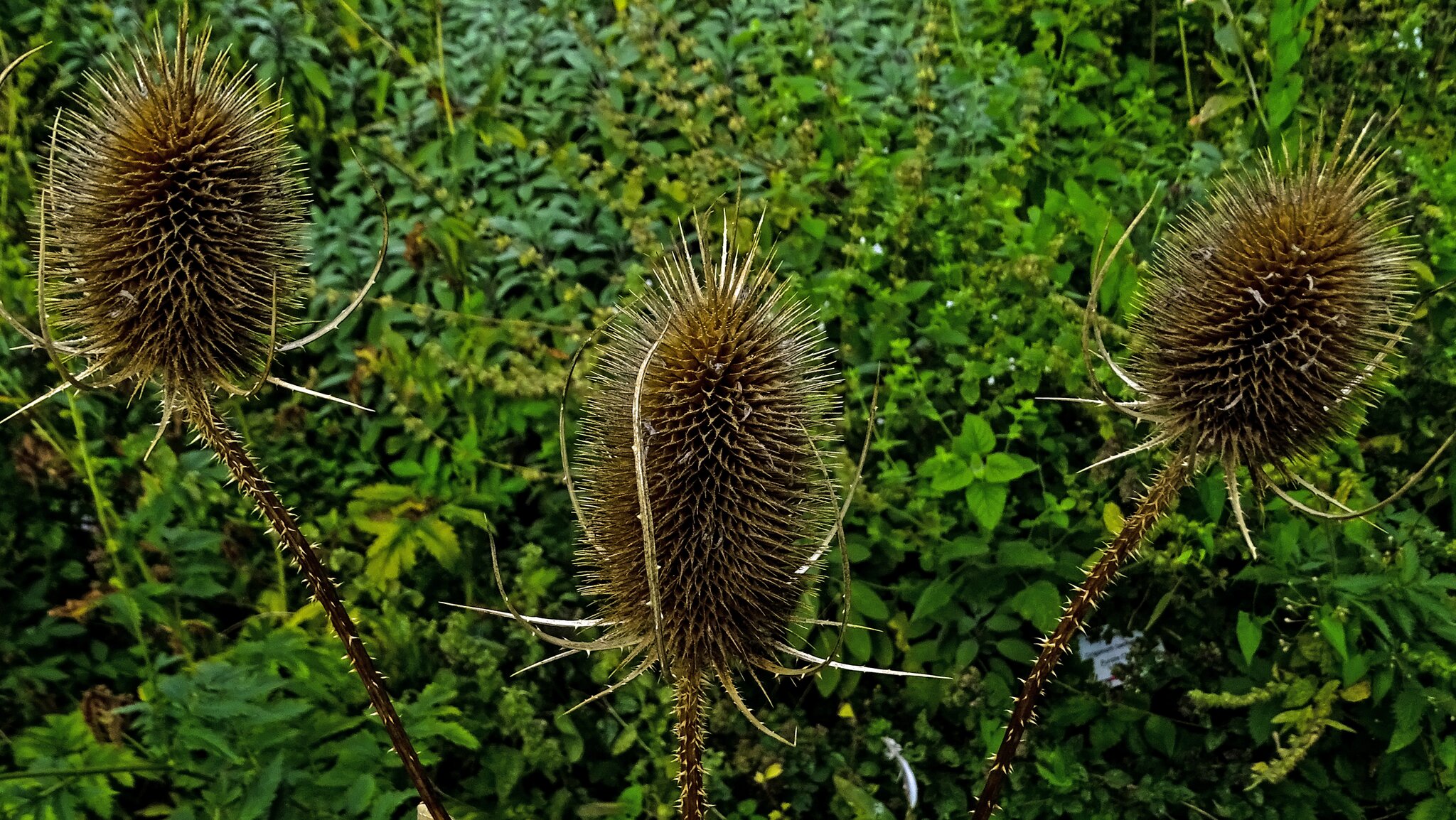 Die Distel ist selbst im Tod noch schön.