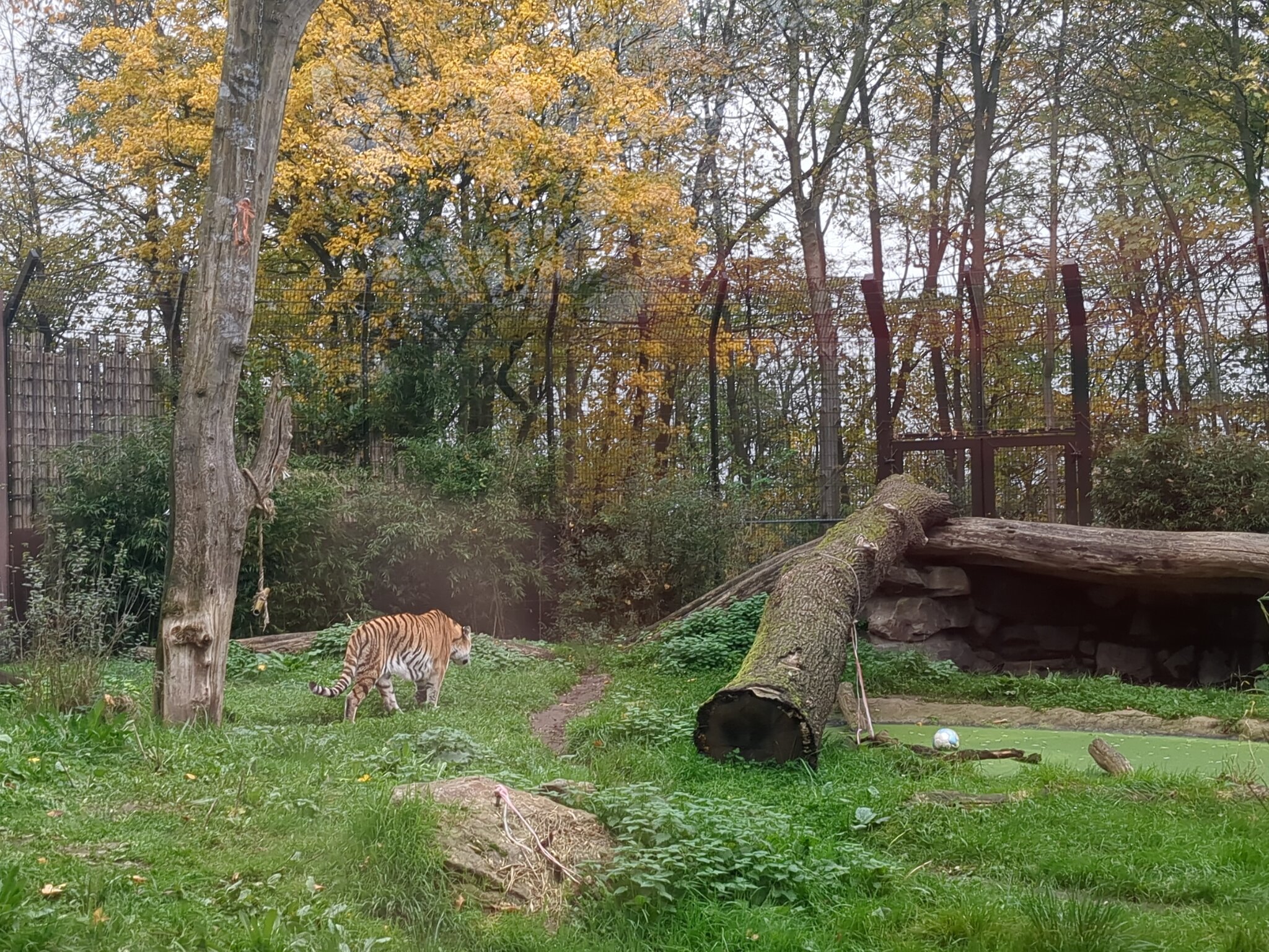 Er tigert durchs Gehege.