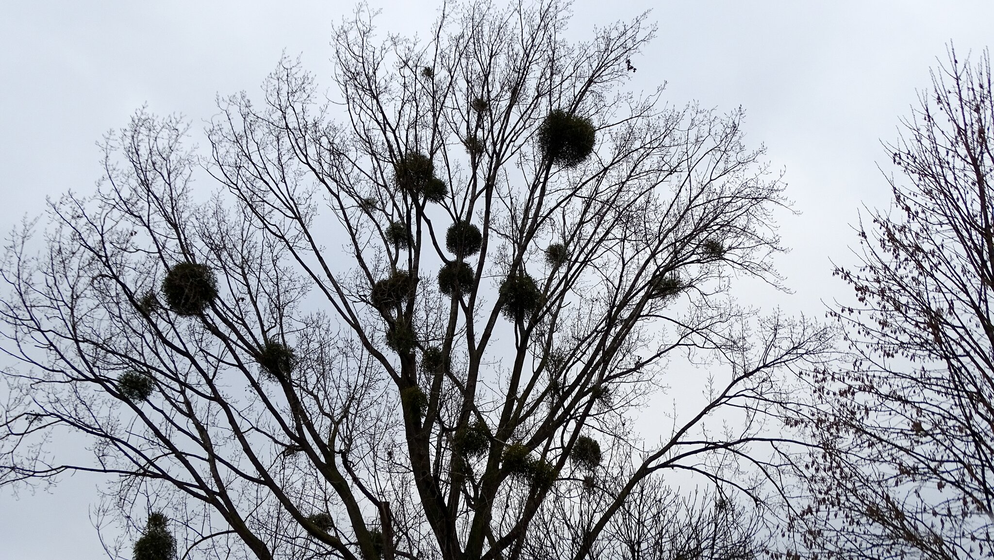 Die Mistel. Erst im Winter erkennt man die Schmarotzer in den Bäumen.
