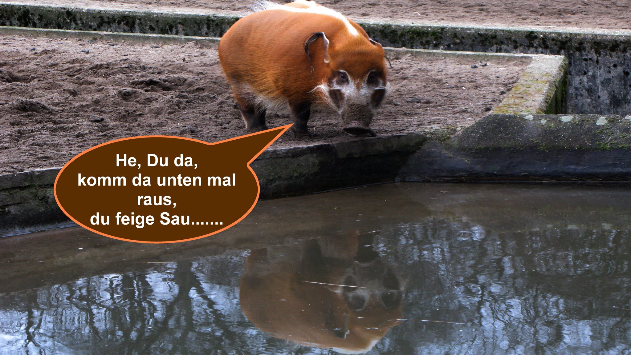 So ein feiges Schwein läuft im Duisburger Zoo frei rum.