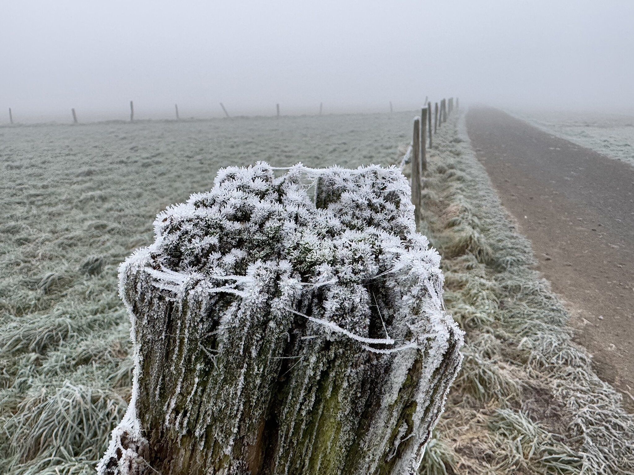 Frost:)