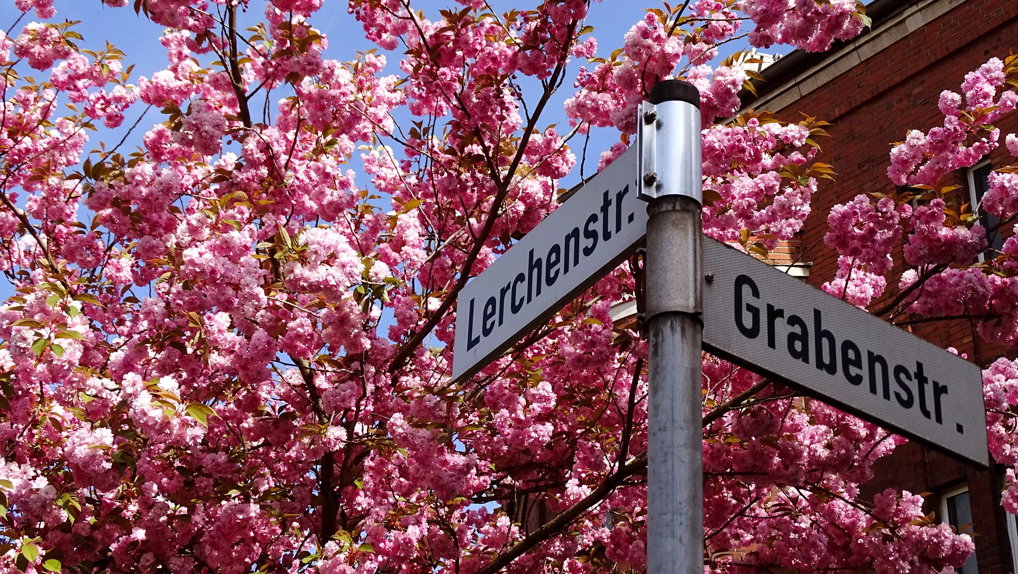 Die Farbe ,,ROSA,, ist auf dem Vormarsch.