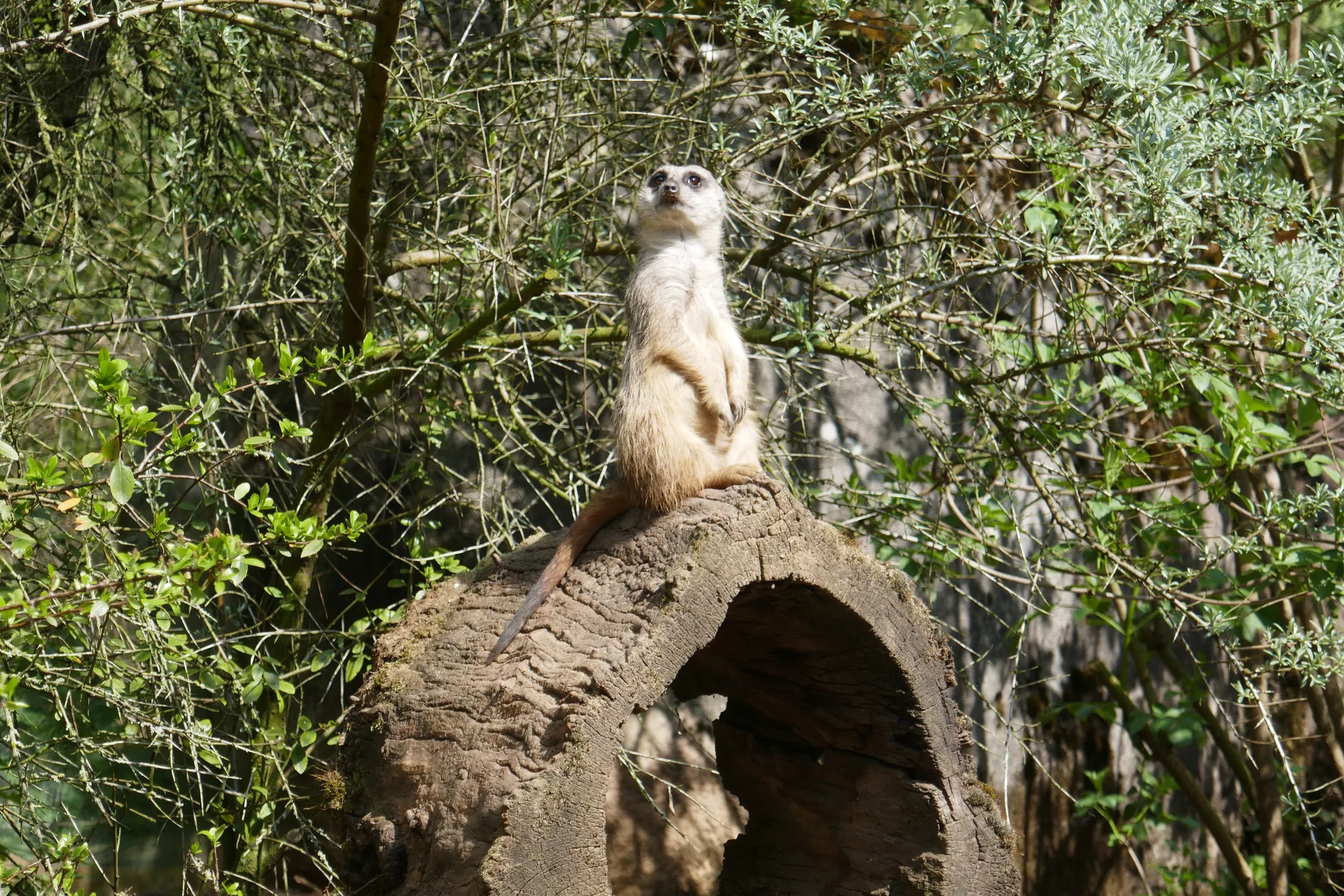 Erdmännchen, Afrika, Zoom GE