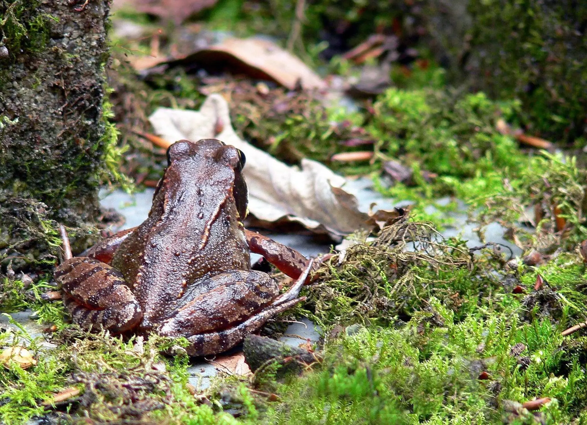 Ein schöner Rücken kann auch entzücken