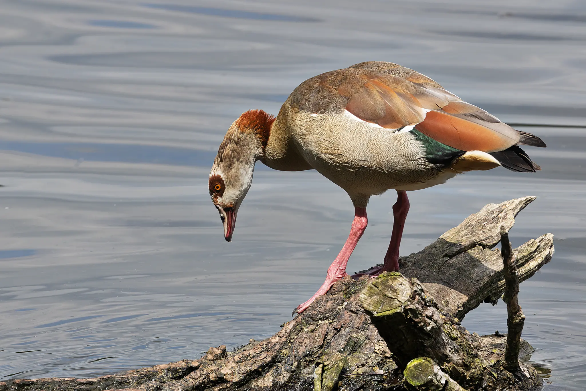 Vogelporträt: Nilgans