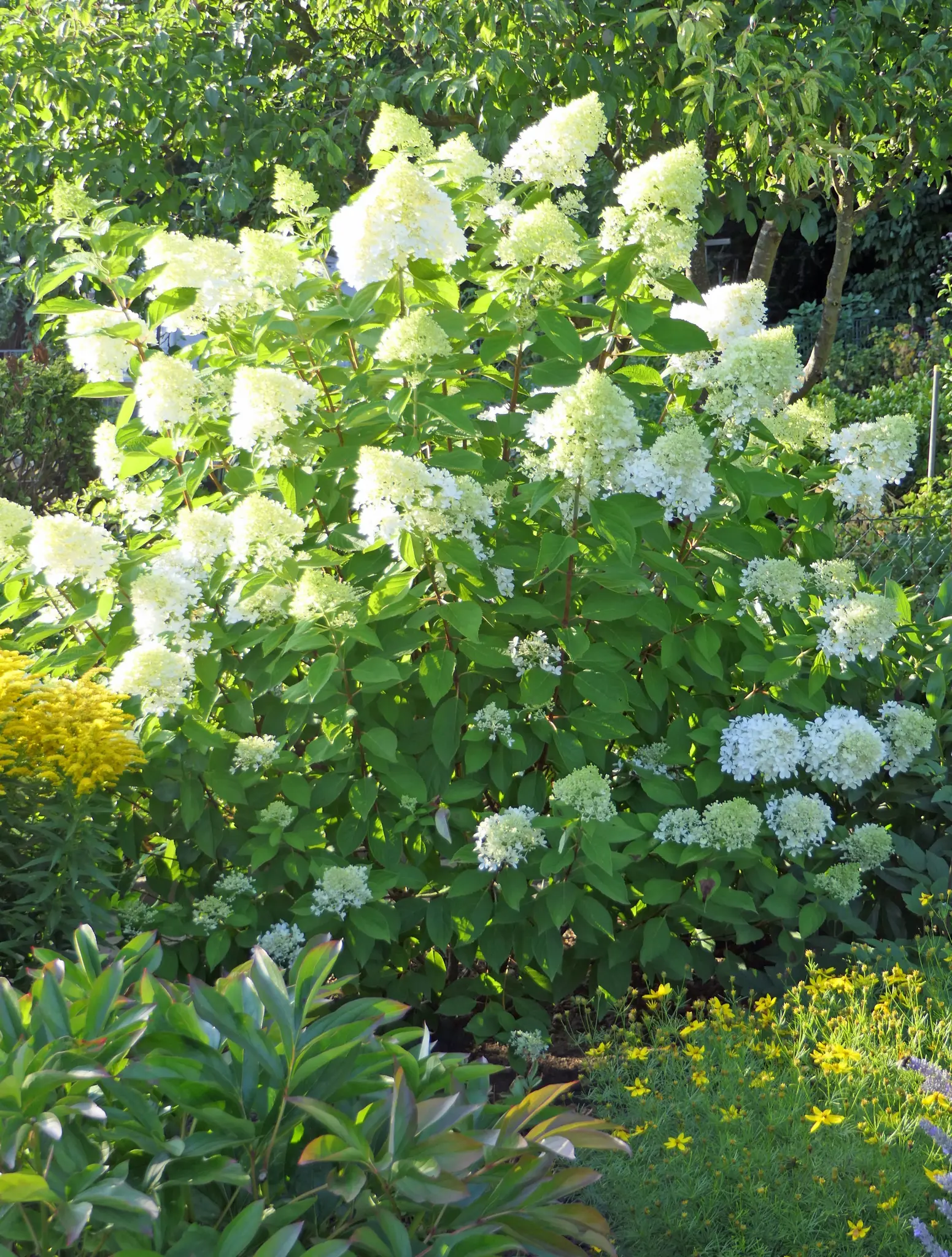 Rispen Hortensie