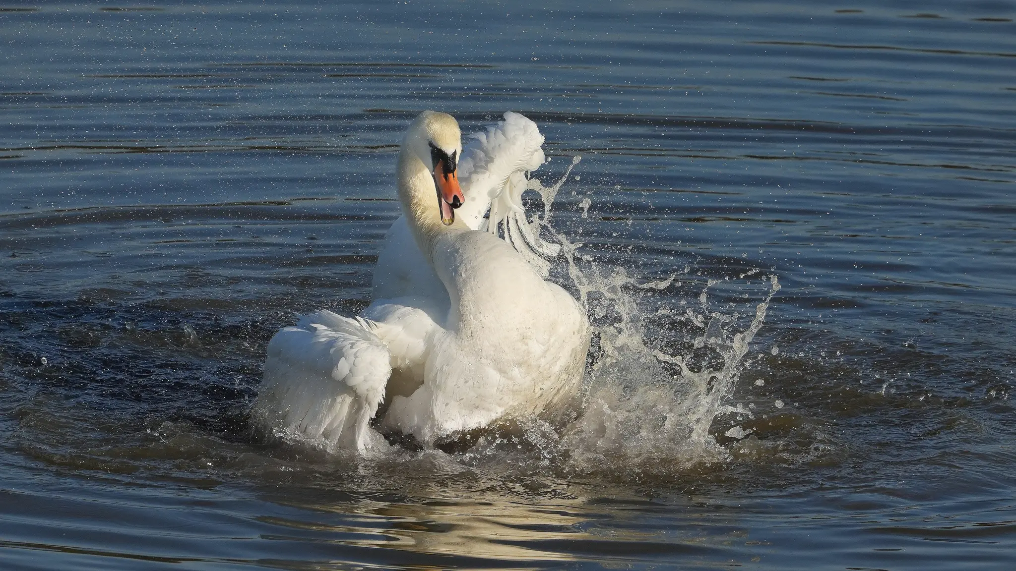 Badender Höckerschwan, Lebensfreude pur