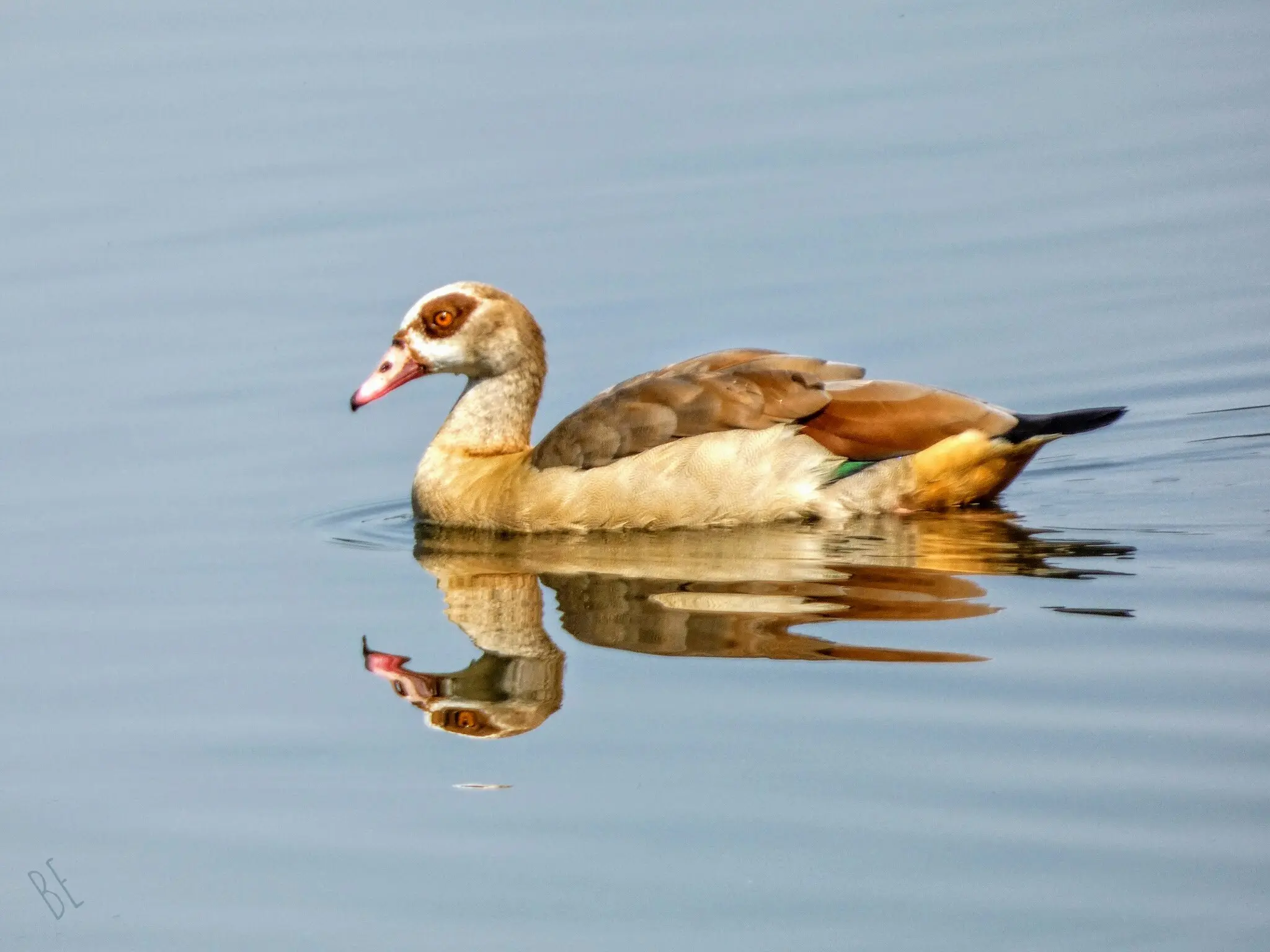 Nilgans unterwegs