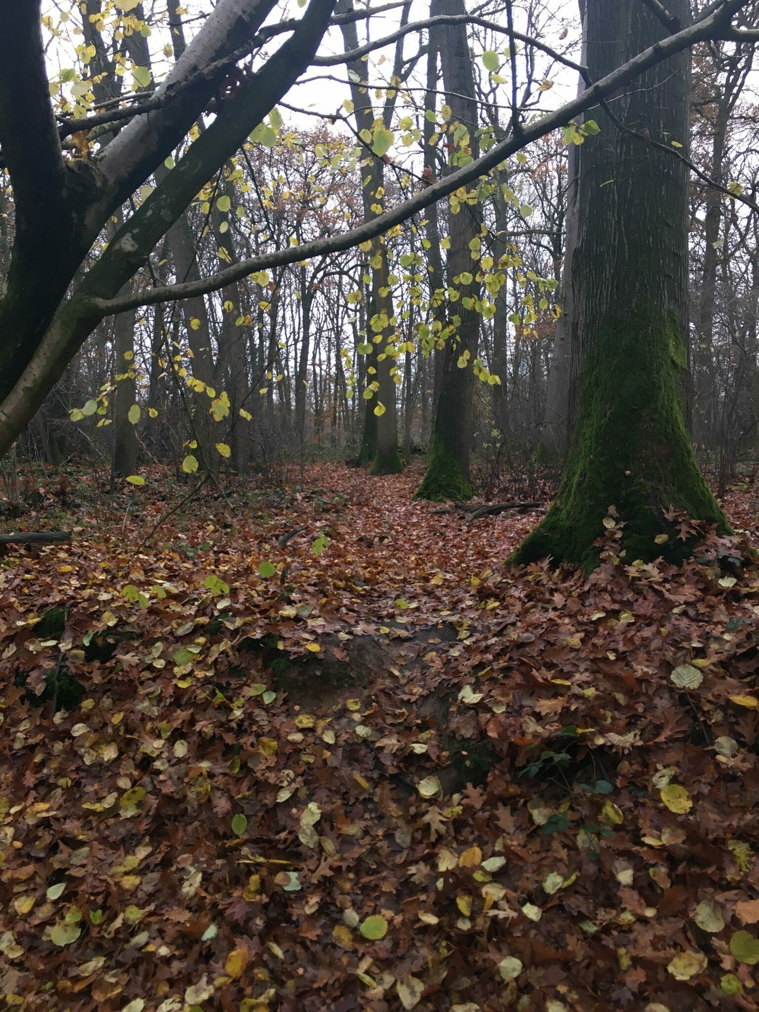 Anne-Kathrin Reckinger aus Kleve - Lokalkompass